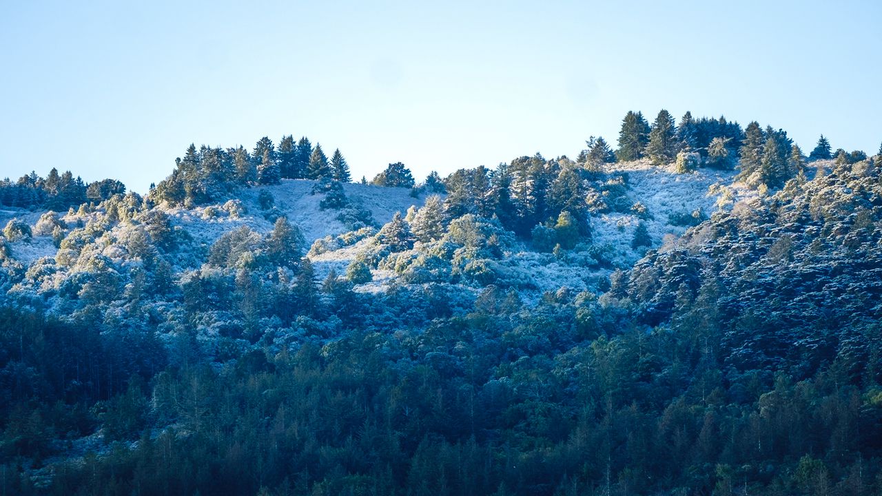 Wallpaper trees, forest, slope, river, nature hd, picture, image