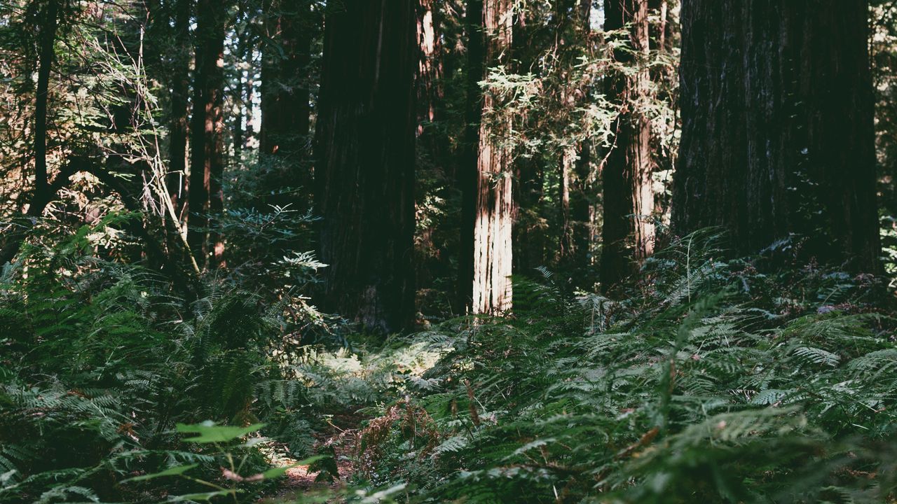 Download wallpaper 1280x720 trees, forest, summer, light hd, hdv, 720p ...