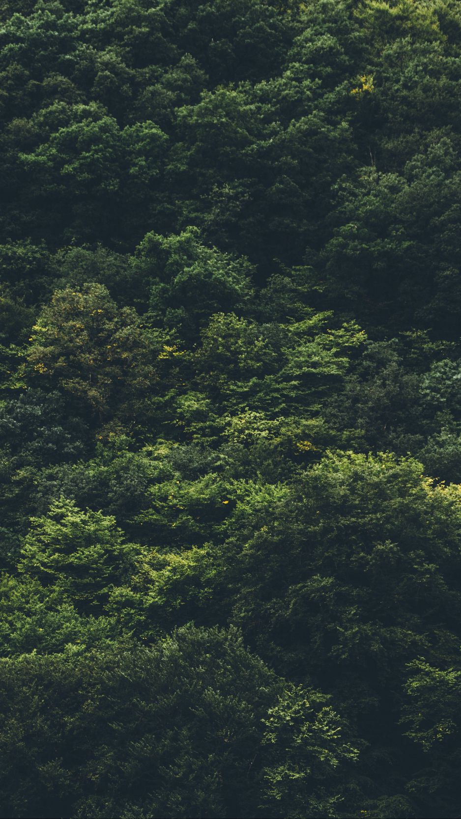 Download wallpaper 938x1668 trees, forest, top view iphone 8/7/6s/6 for ...