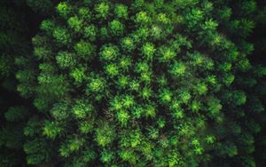 Wallpaper trees, forest, top view hd, picture, image