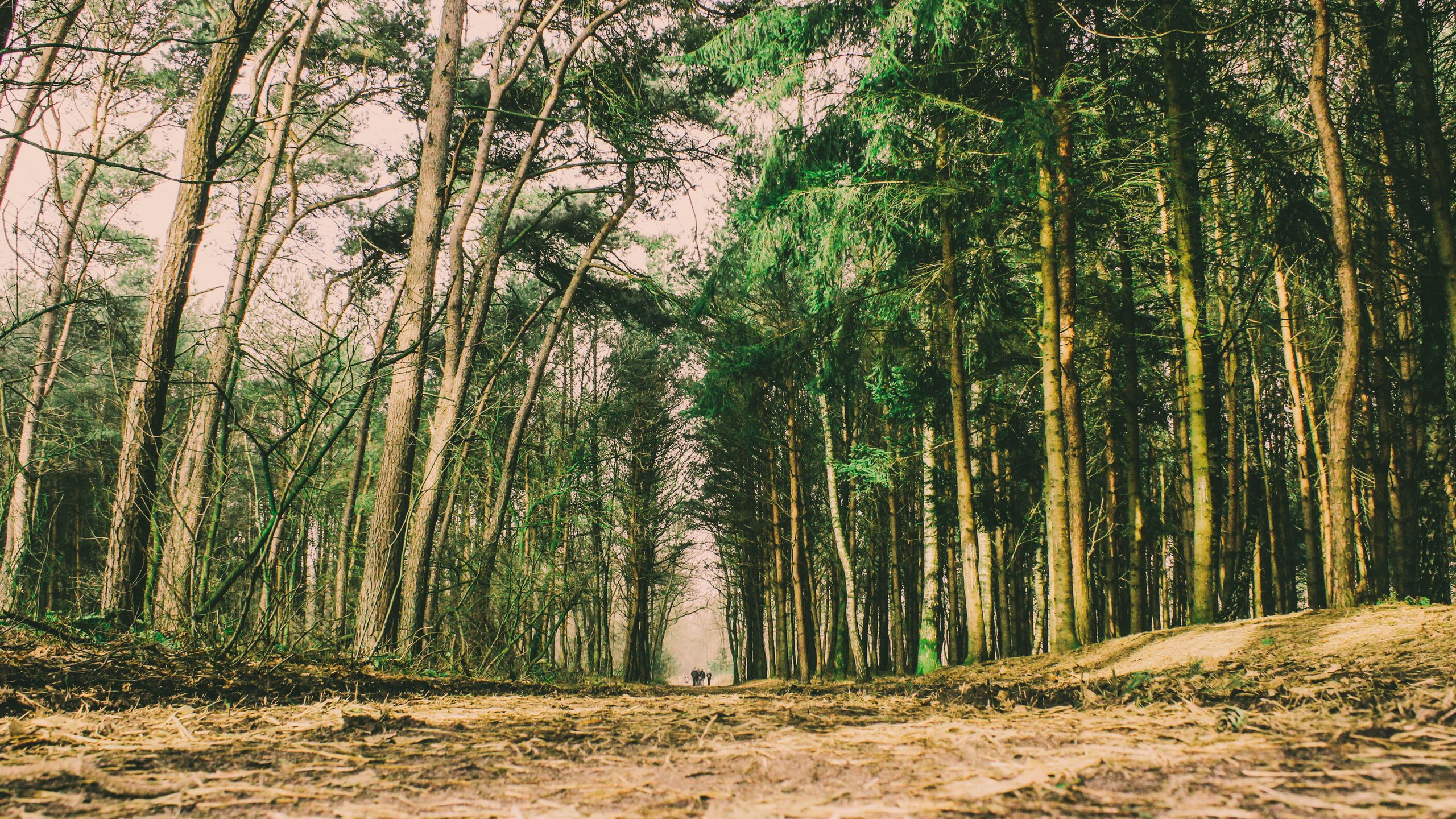 Download wallpaper 2560x1440 trees, forest, trail widescreen 16:9 hd ...