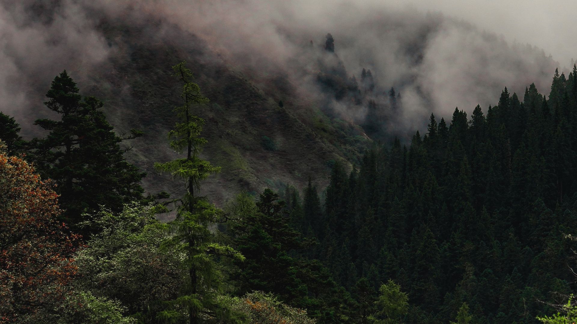 Download wallpaper 1920x1080 trees, lake, forest, fog full hd, hdtv ...
