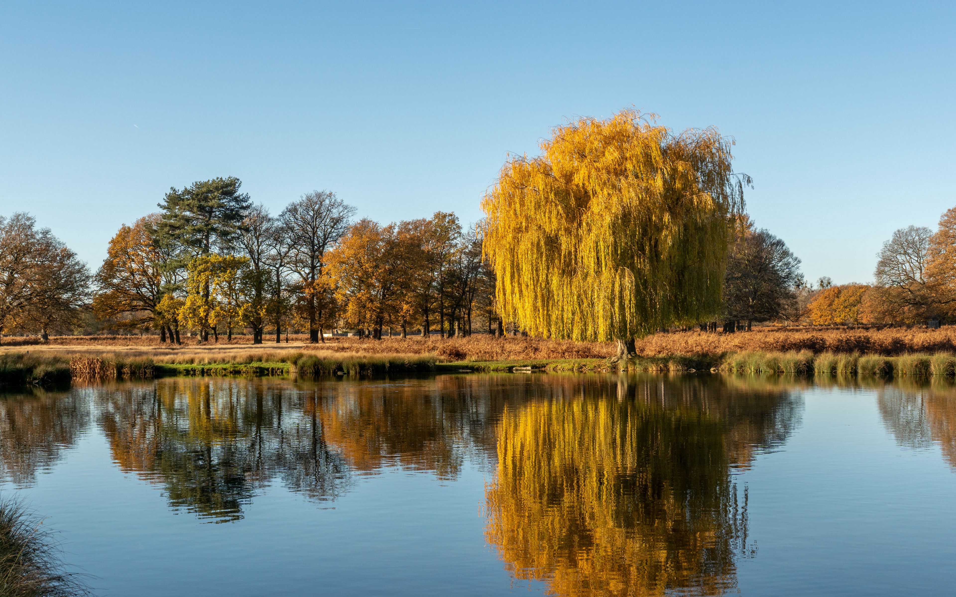 Download wallpaper 3840x2400 trees, lake, reflection, water, nature 4k ...