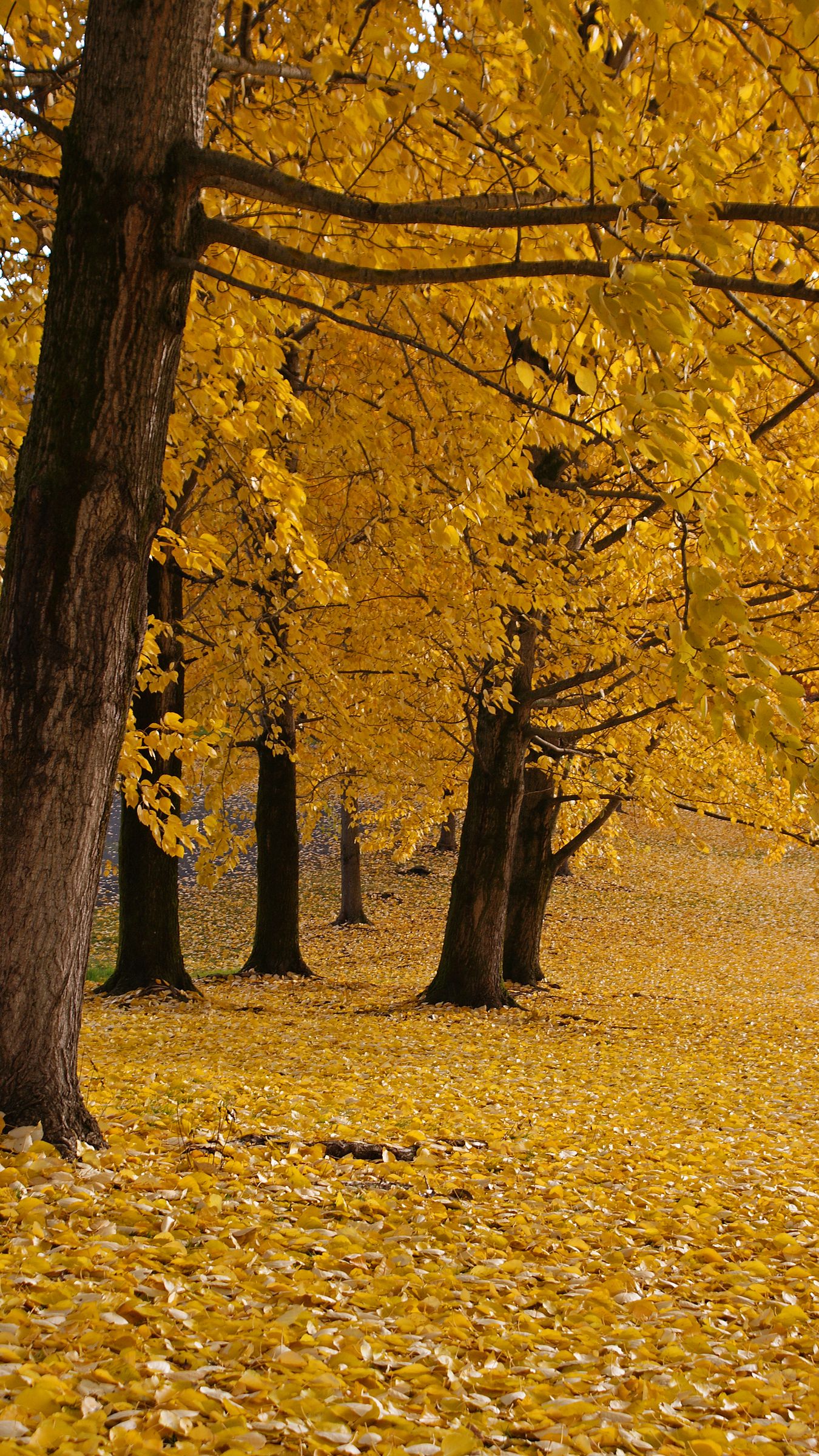 Download wallpaper 1350x2400 trees, leaves, autumn, yellow, trunks ...