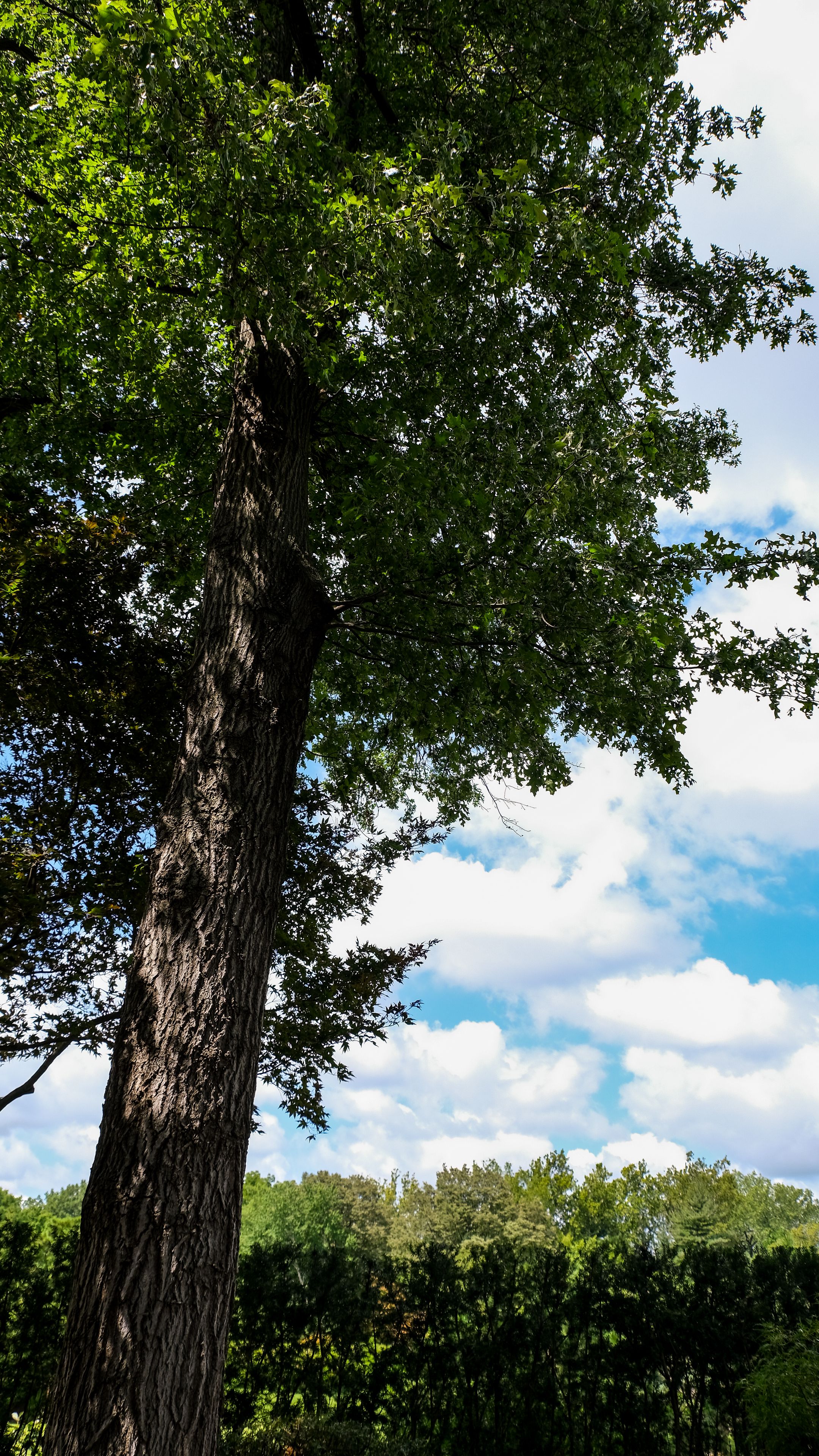 Download wallpaper 2160x3840 trees, leaves, branches, sky, landscape ... Download wallpaper 2160x3840 trees, leaves, branches, sky, landscape ...