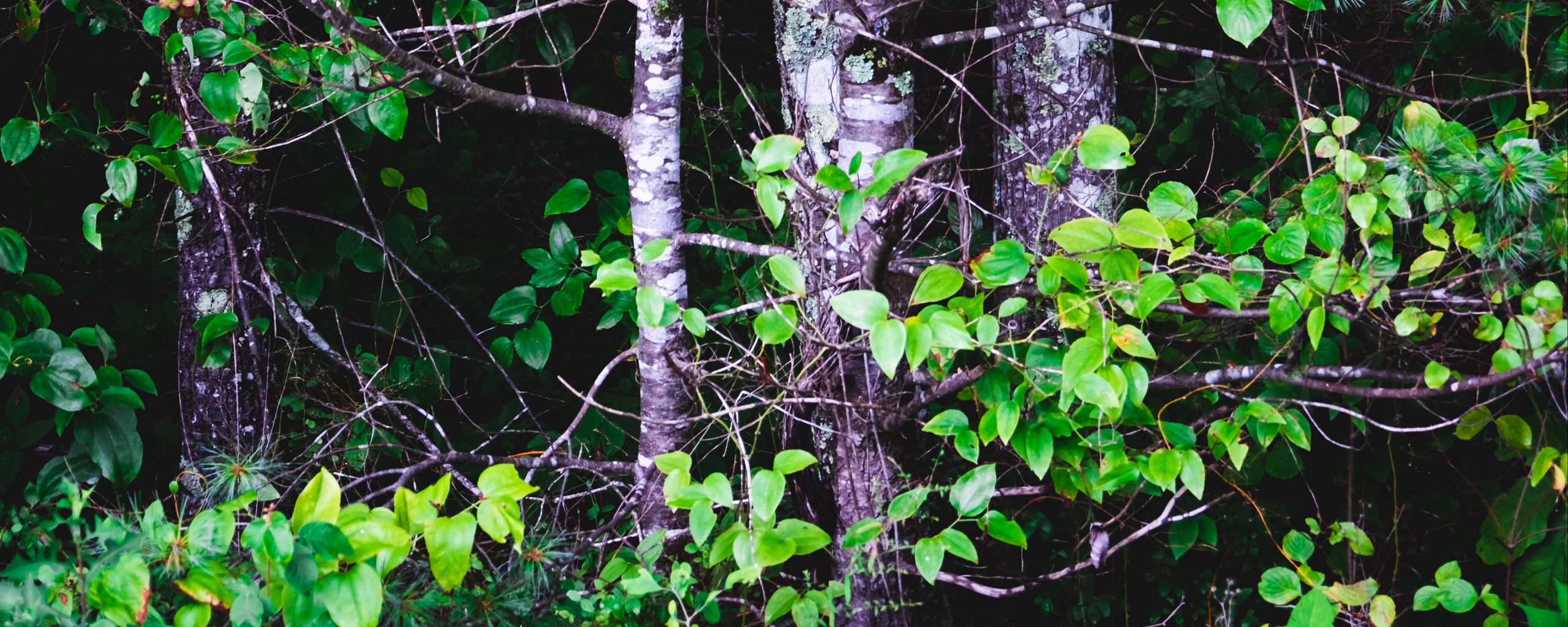 Download wallpaper 2560x1024 trees, leaves, branches ultrawide monitor ...