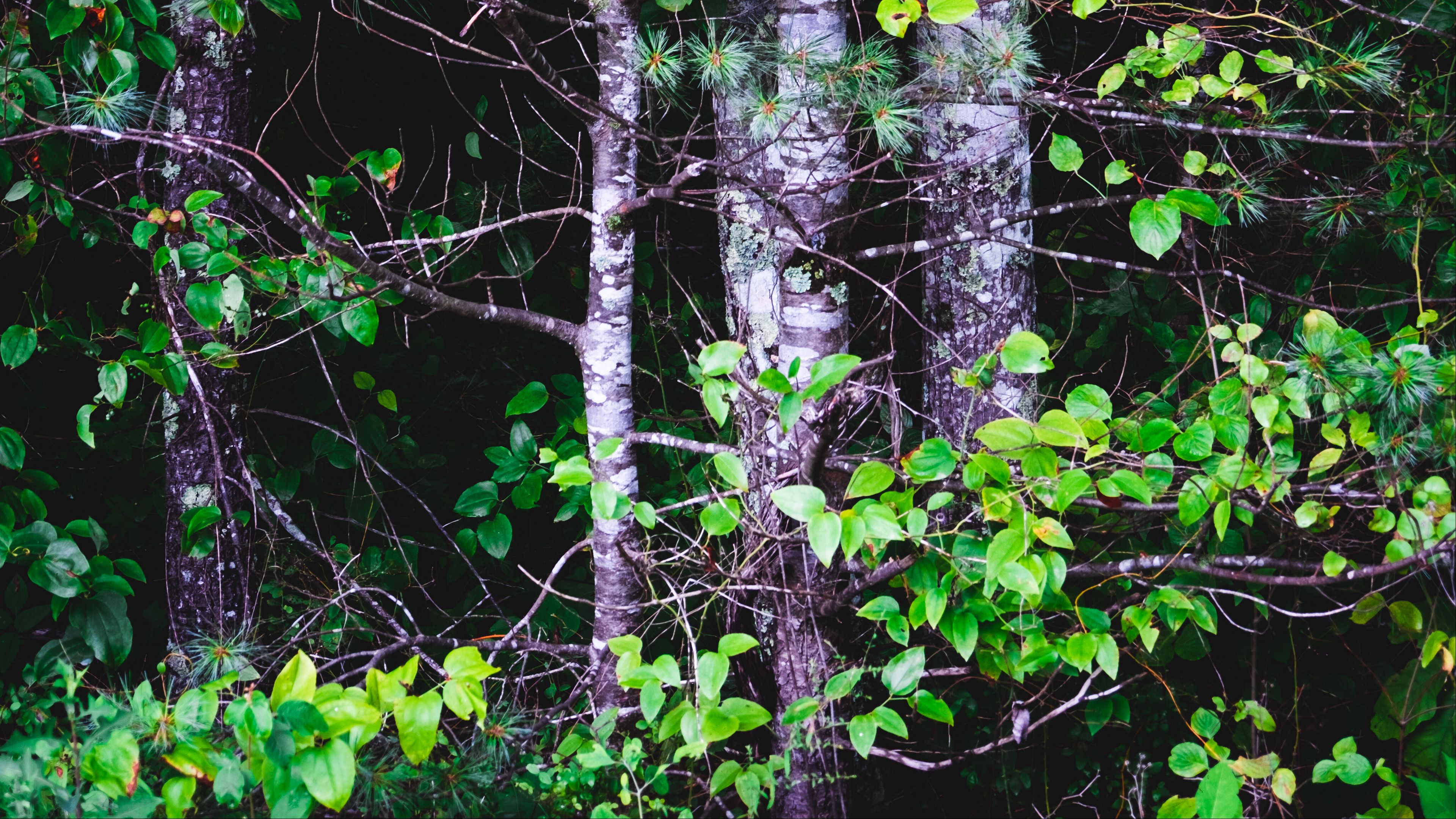 Download wallpaper 3840x2160 trees, leaves, branches 4k uhd 16:9 hd ...