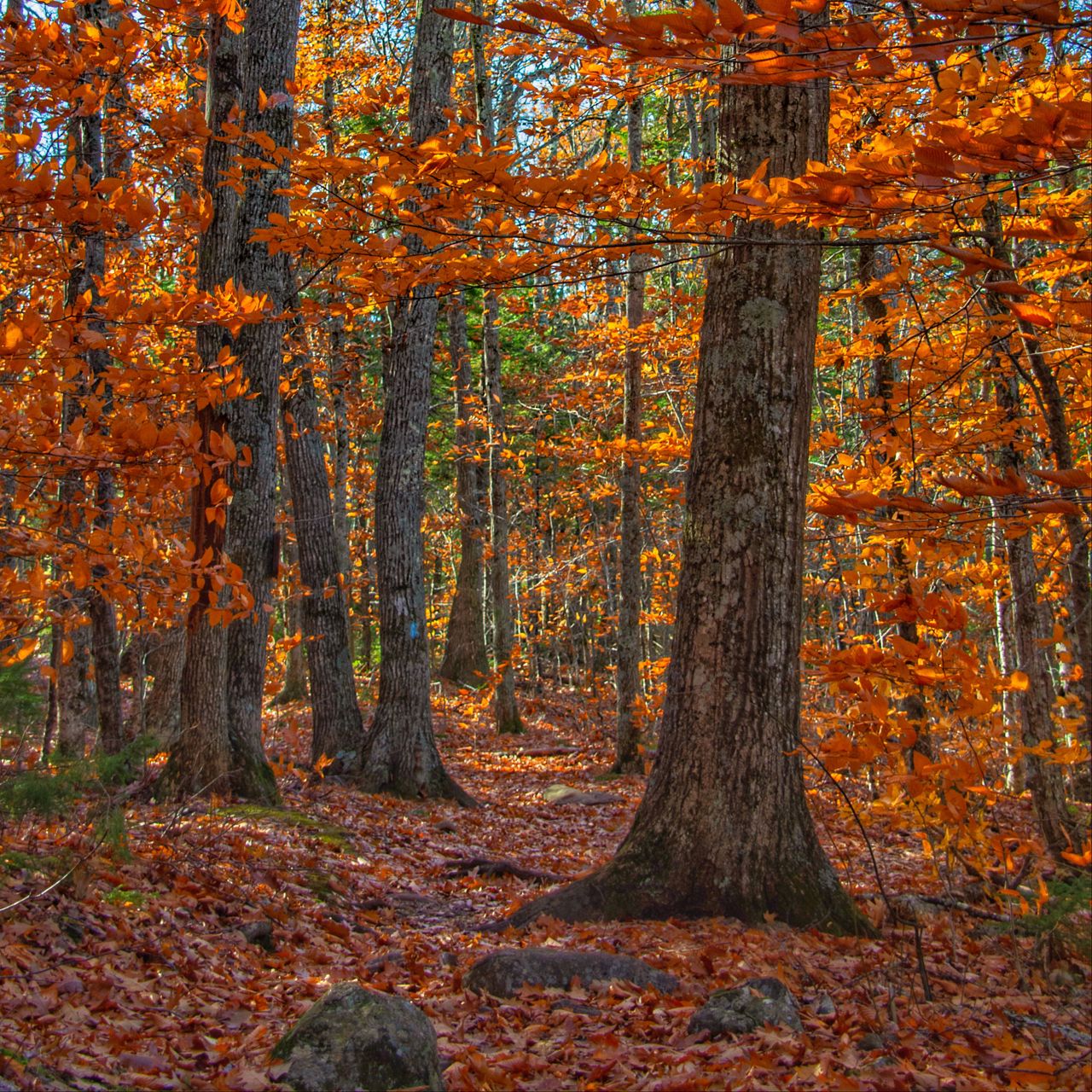 Download wallpaper 1280x1280 trees, leaves, forest, autumn ipad, ipad 2 ...
