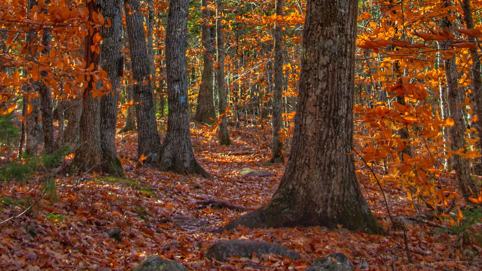 Download wallpaper 1920x1080 trees, leaves, forest, autumn full hd ...