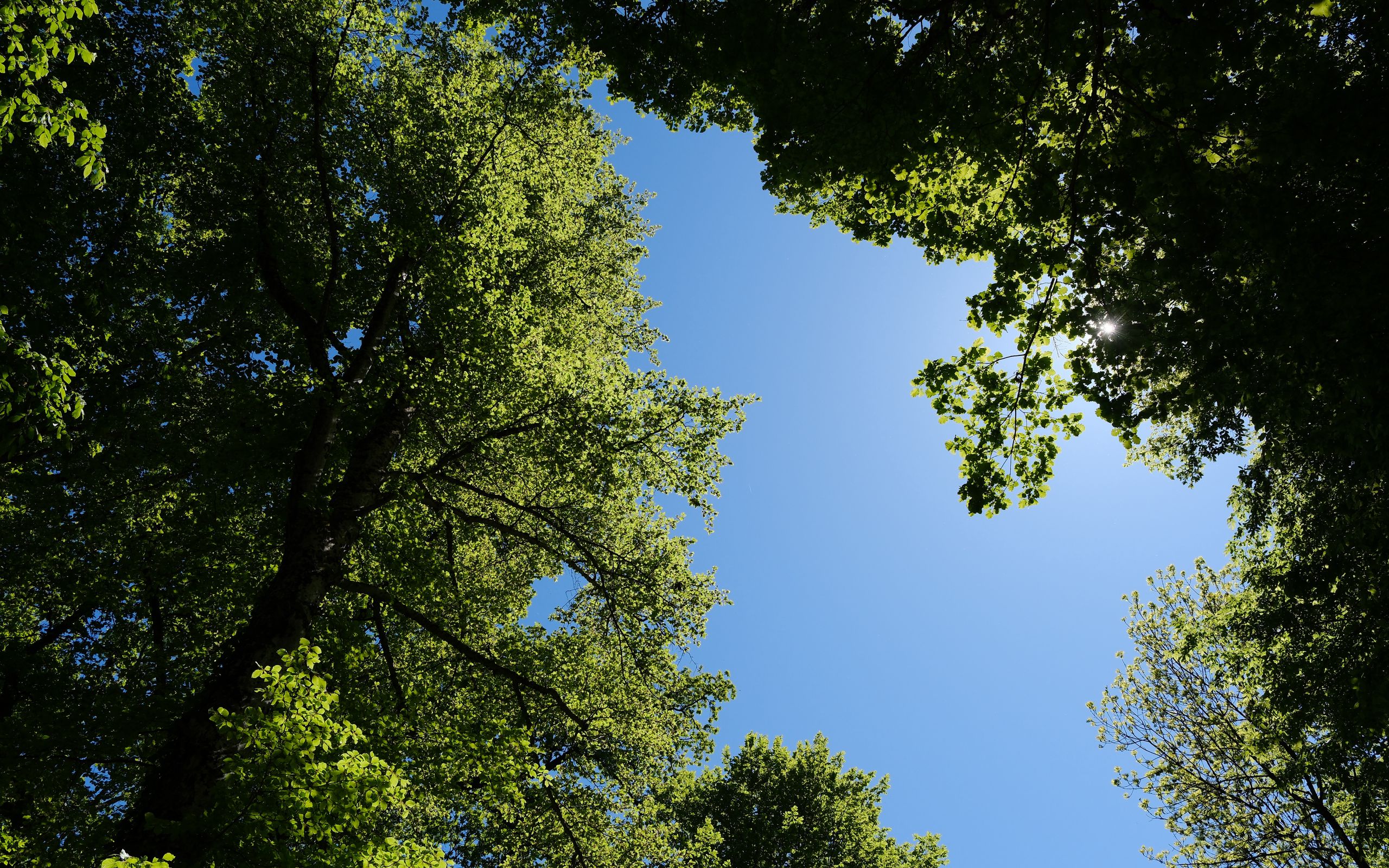 Download wallpaper 2560x1600 trees, leaves, sky, branches, nature ...