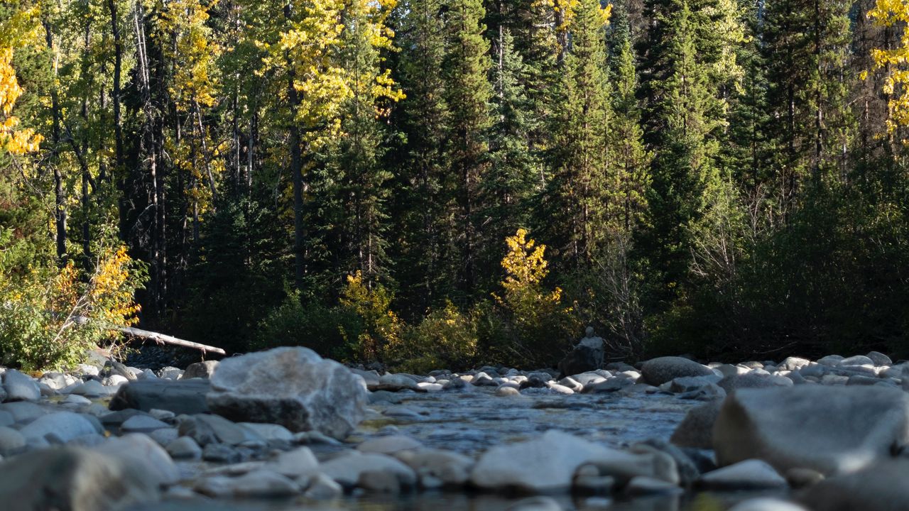 Wallpaper trees, river, stones, water, nature hd, picture, image