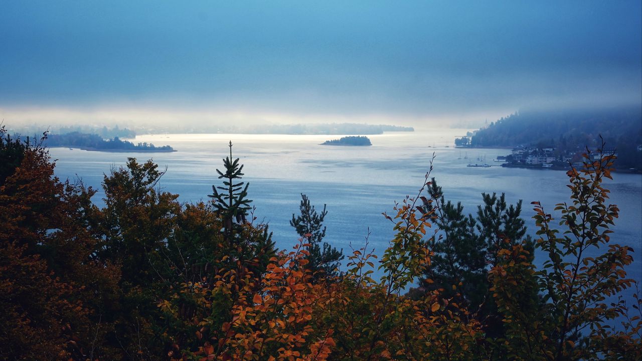 Wallpaper trees, sea, fog, landscape hd, picture, image