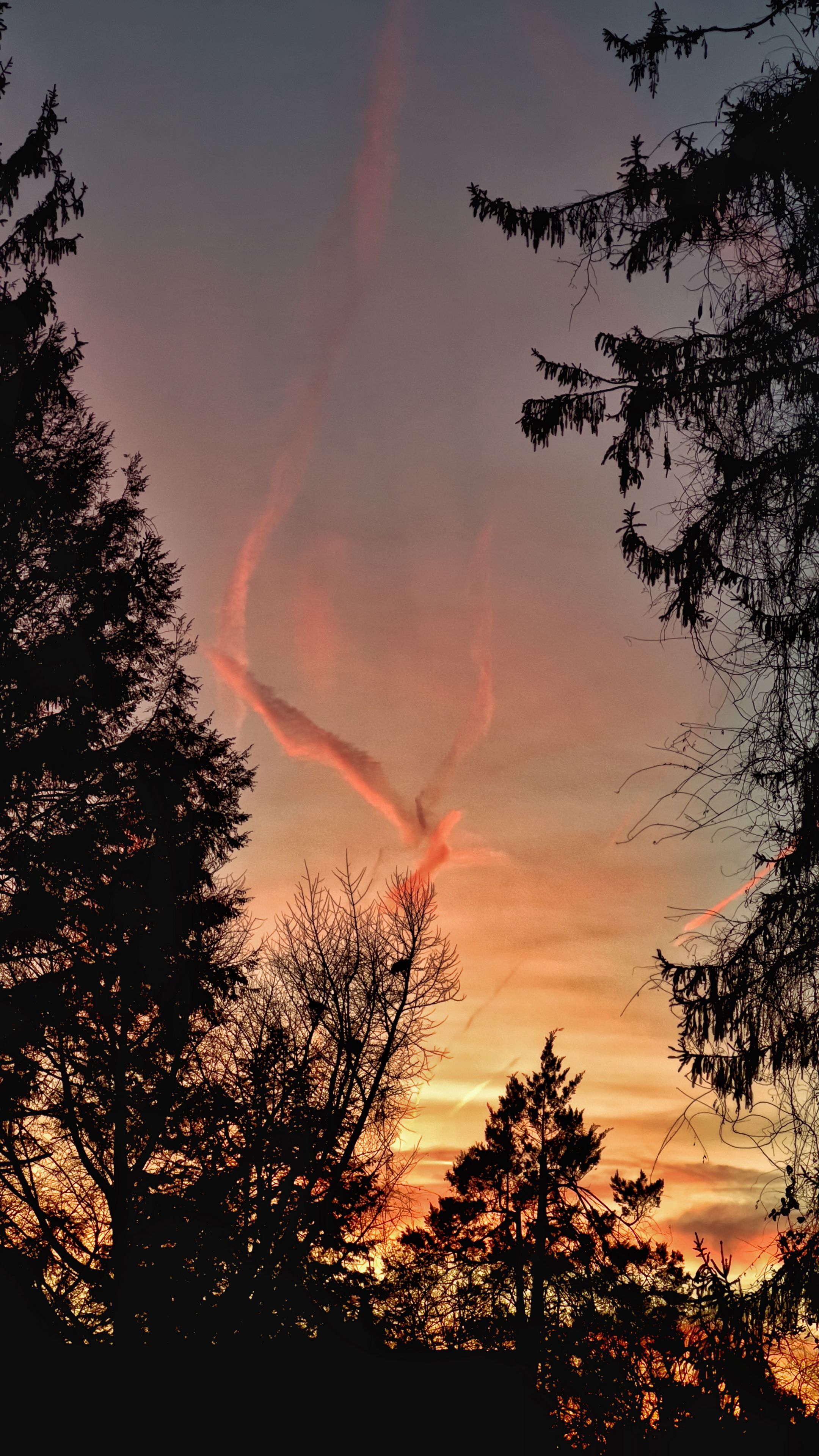 Download wallpaper 2160x3840 trees, silhouettes, twilight, nature ...
