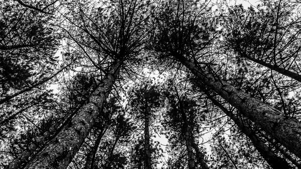 Wallpaper trees, sky, bw, forest hd, picture, image