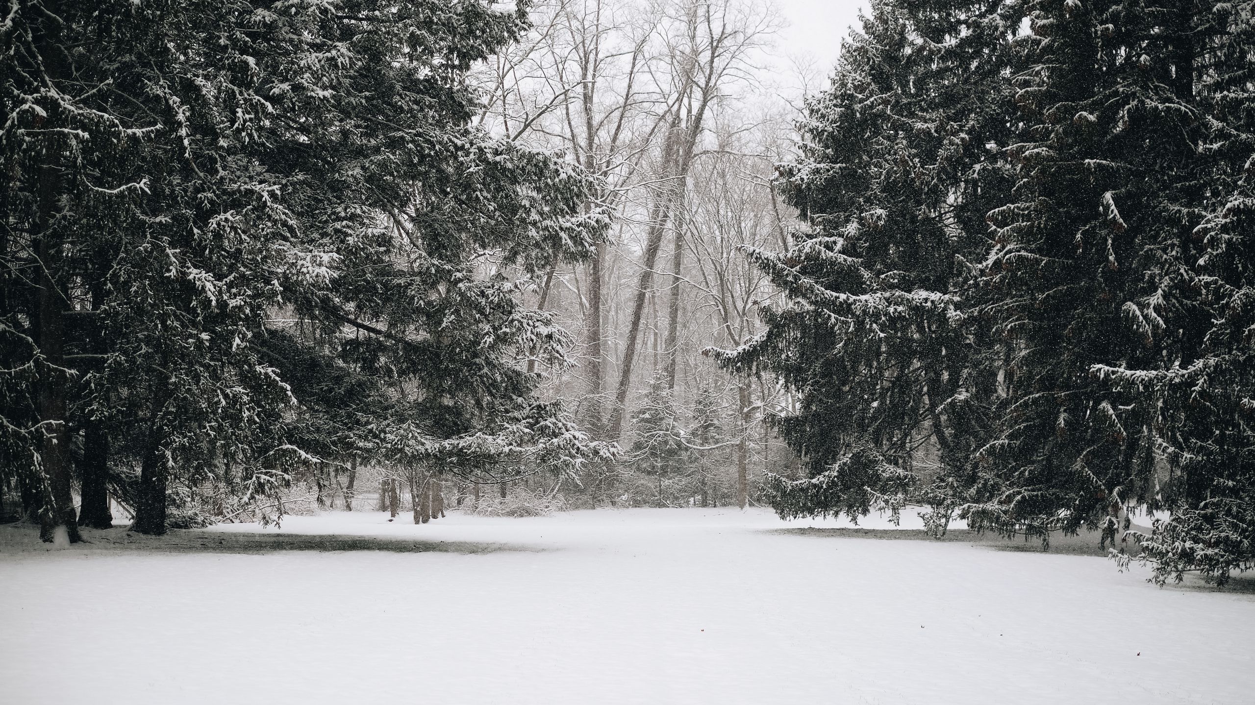 Download wallpaper 2560x1440 trees, snow, winter, landscape widescreen ...