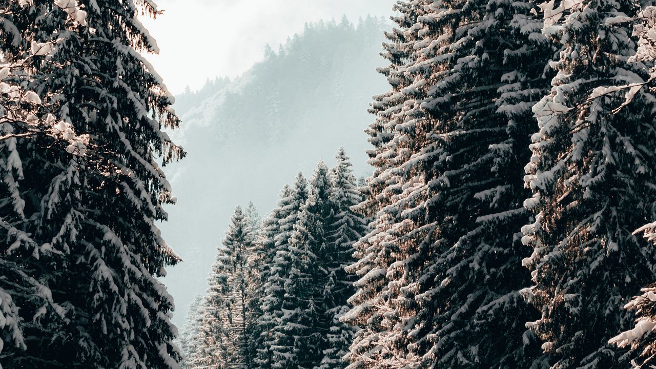 Wallpaper trees, spruce, snow, winter, landscape hd, picture, image