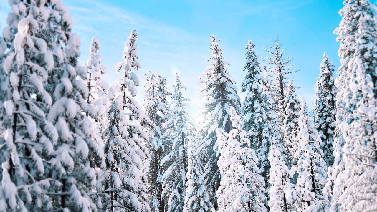 Wallpaper trees, spruce, winter hd, picture, image