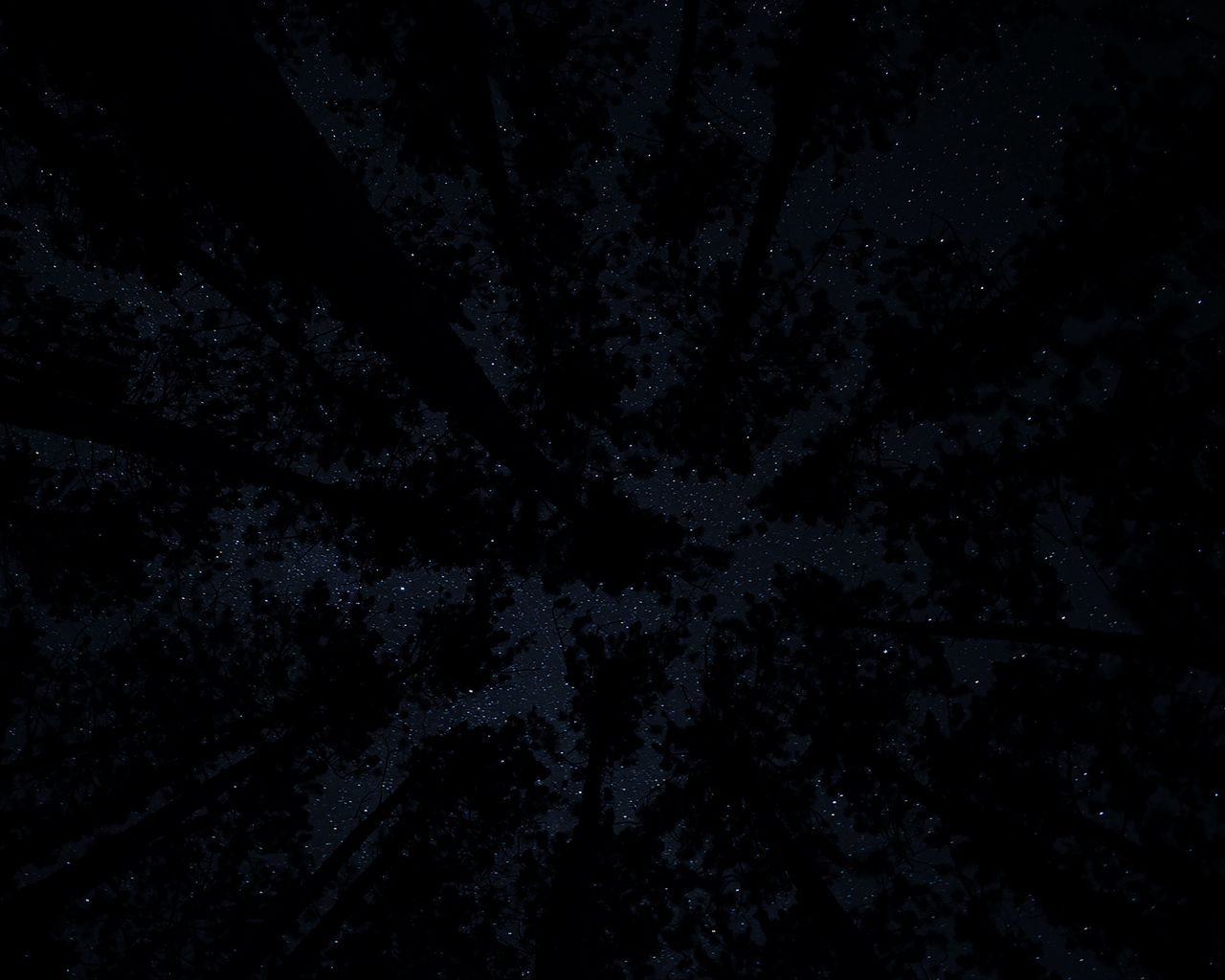 Download wallpaper 1280x1024 trees, starry sky, dark, darkness, night ...