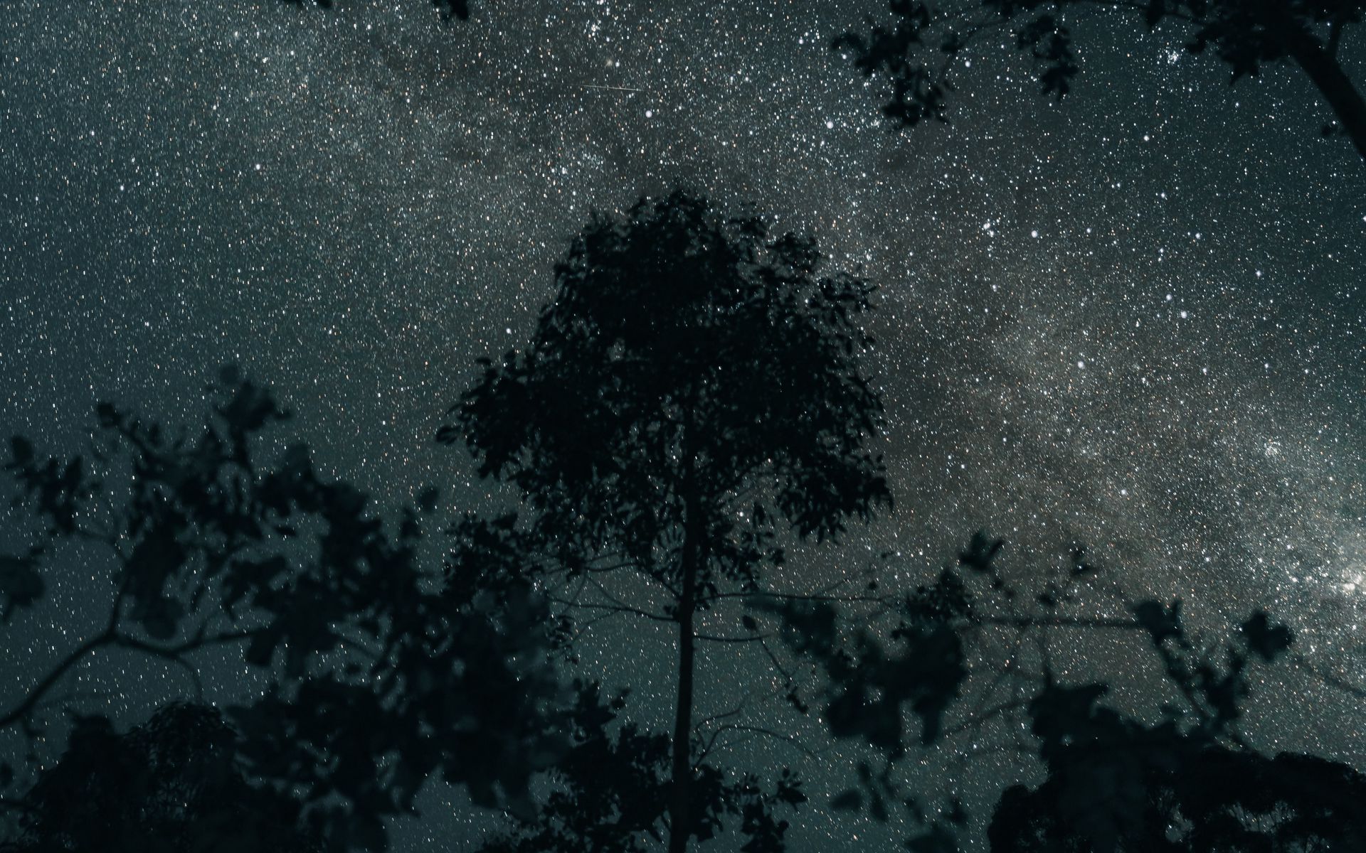 Download wallpaper 1920x1200 trees, stars, night, sky, dark widescreen ...