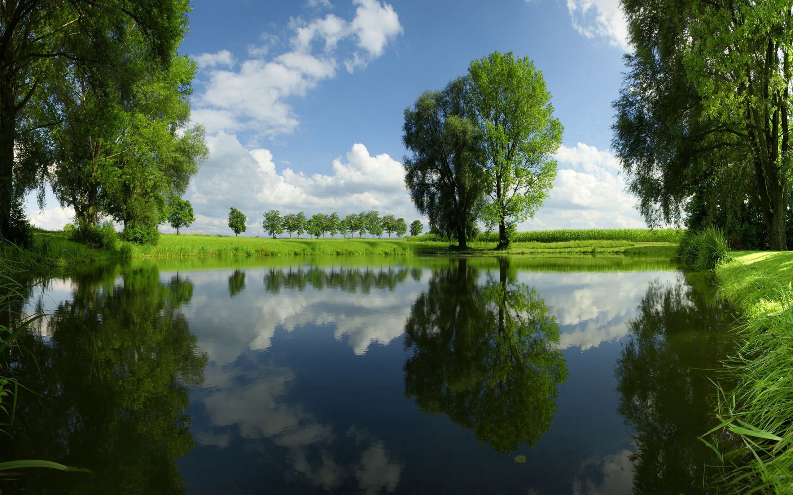 Download Wallpaper 2560x1600 Trees Summer River Grass Hd Background