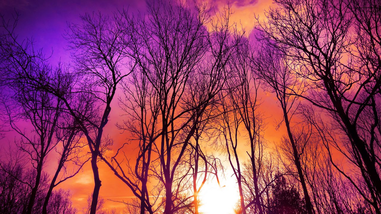 Wallpaper trees, sunset, autumn hd, picture, image