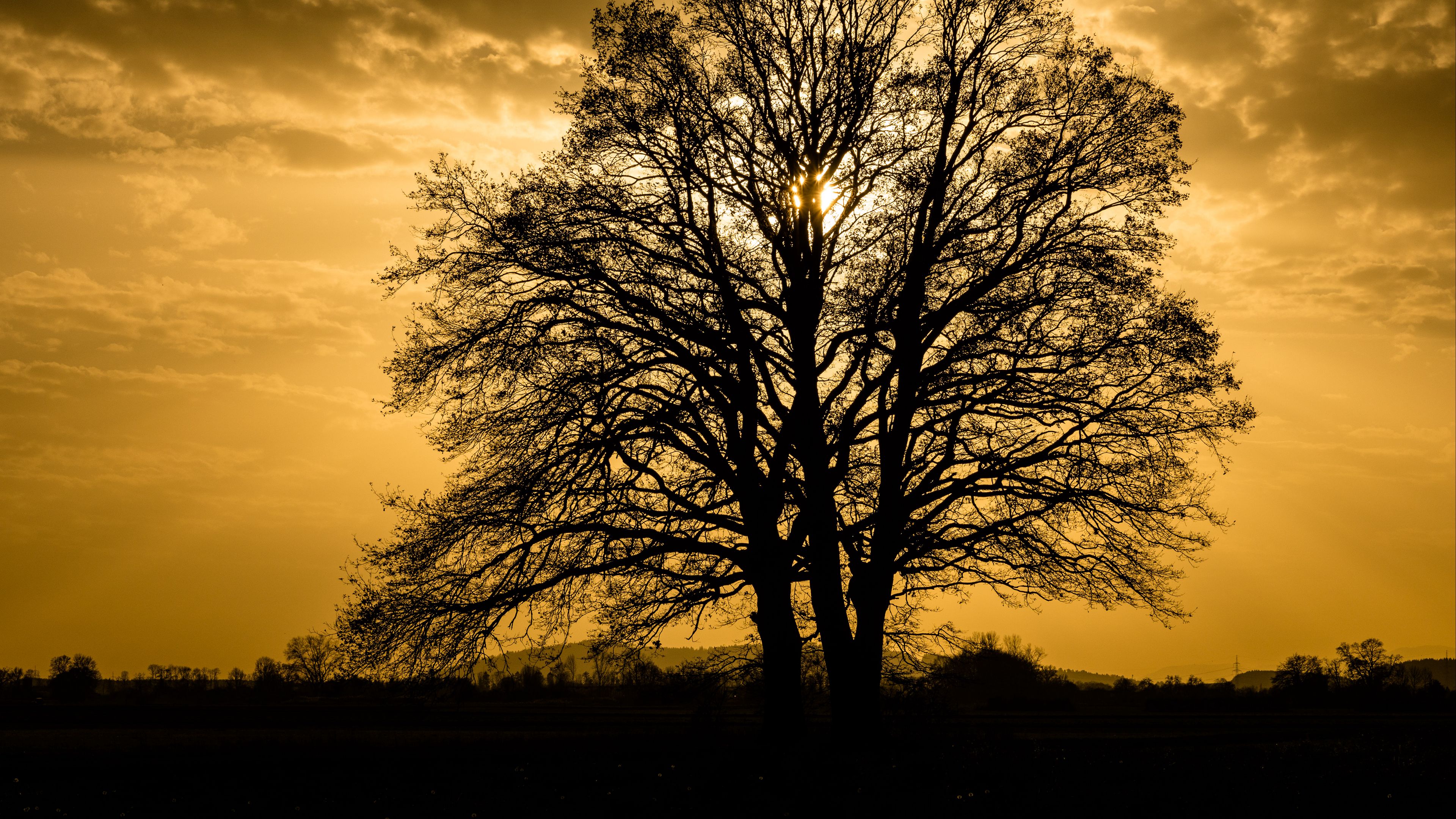 Download wallpaper 3840x2160 trees, sunset, branches, silhouette, sky ...