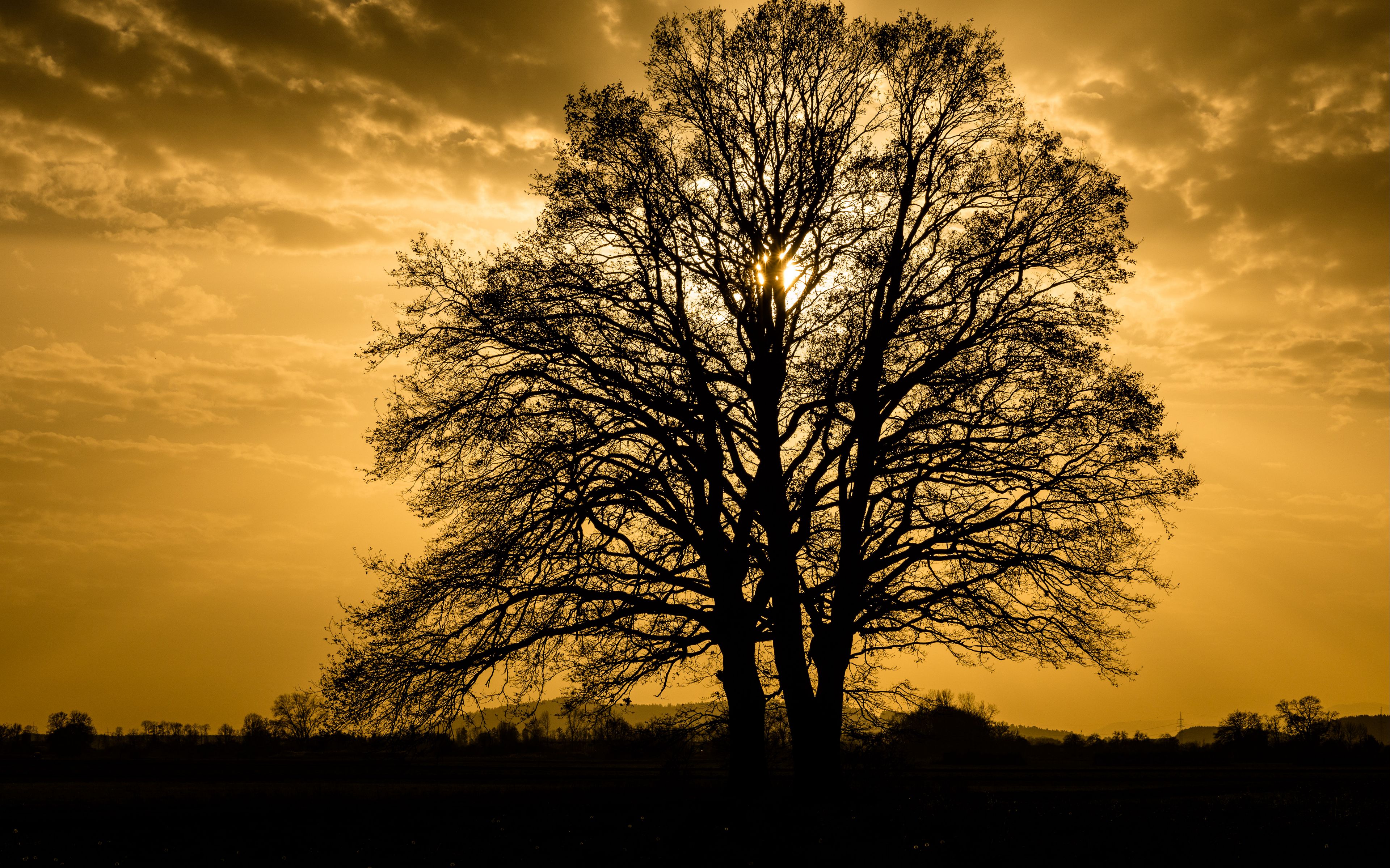 Download wallpaper 3840x2400 trees, sunset, branches, silhouette, sky ...