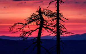Wallpaper trees, dark, sunset, twilight, nature hd, picture, image