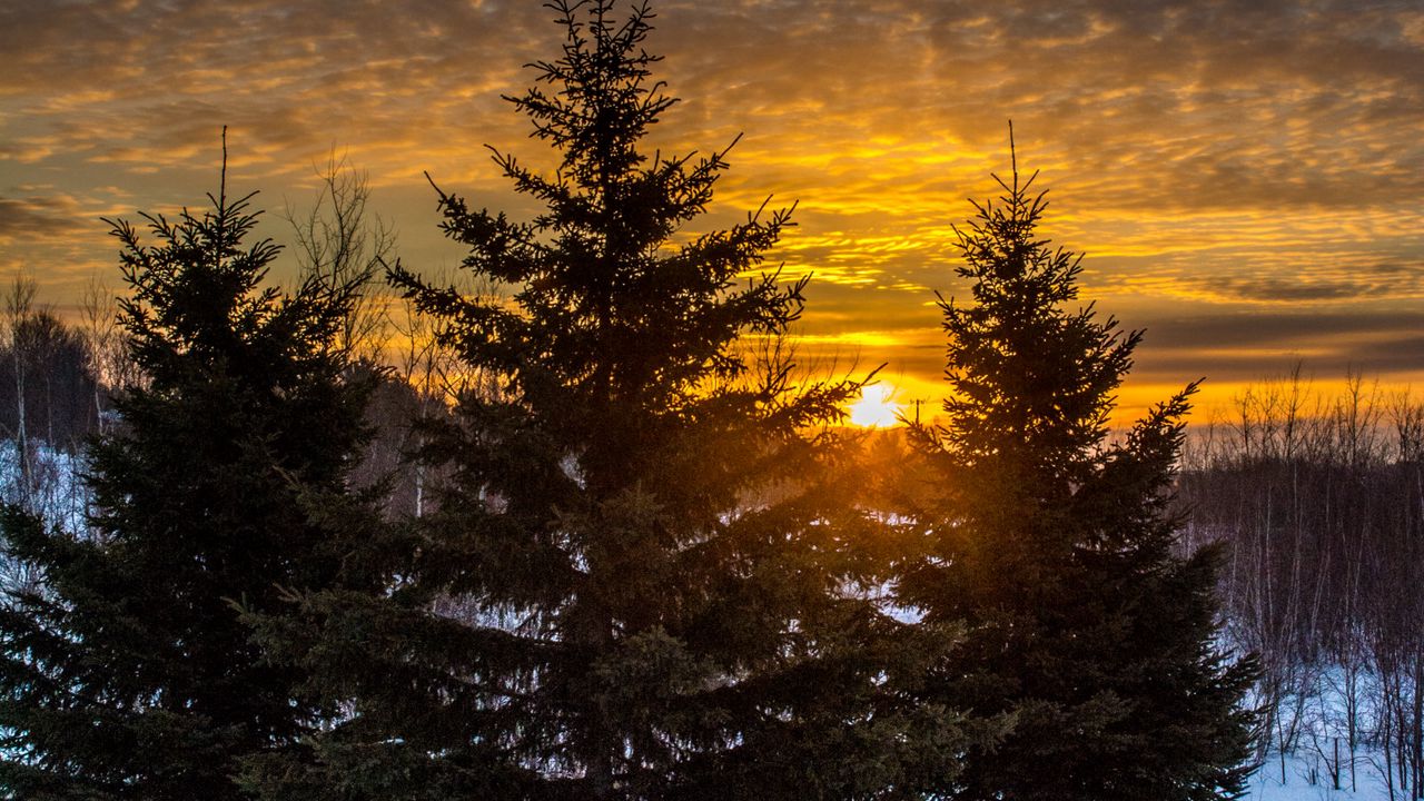 Wallpaper trees, sunset, snow, winter, landscape hd, picture, image