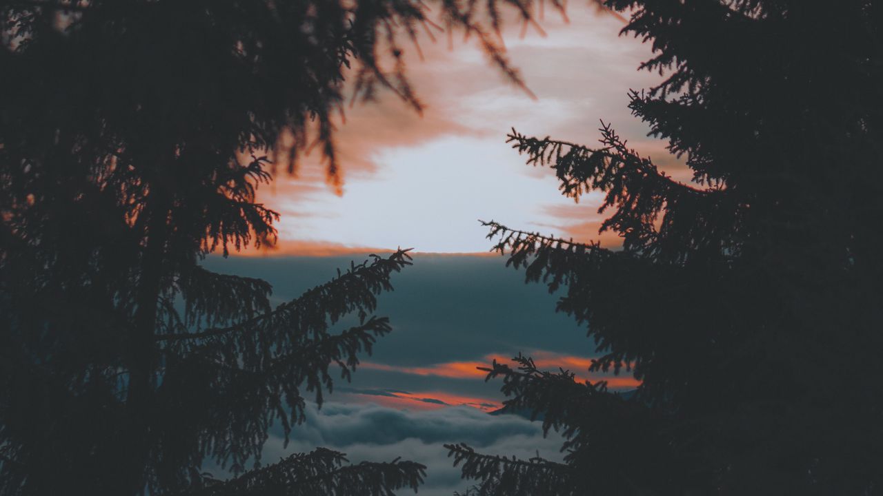 Wallpaper trees, sunset, twilight, dark, landscape hd, picture, image