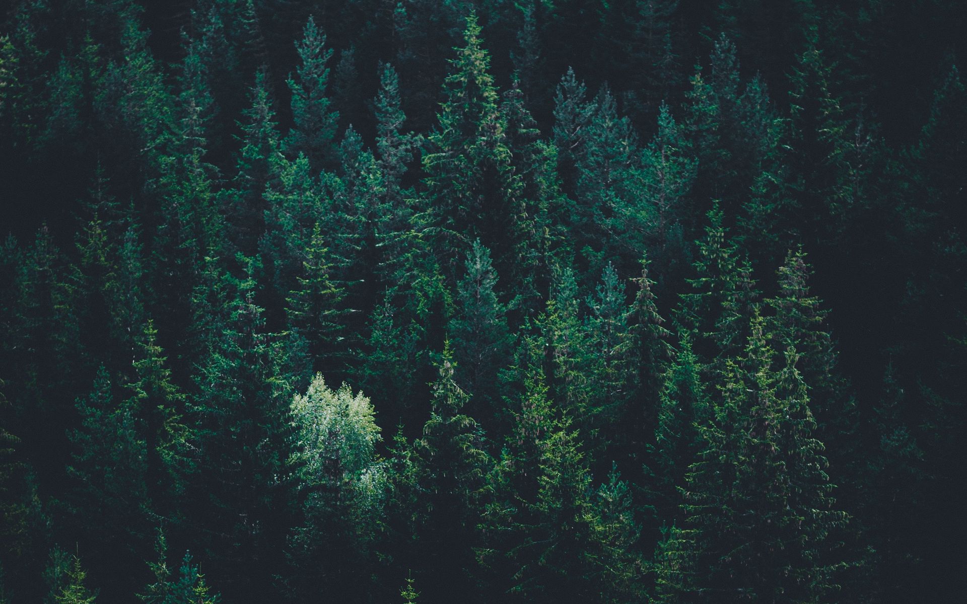 Download wallpaper 1920x1200 trees, top view, forest, dark widescreen ...