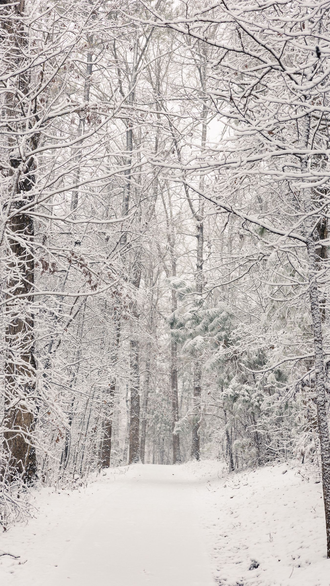 Download wallpaper 1350x2400 trees, trail, forest, snow, winter, nature ...