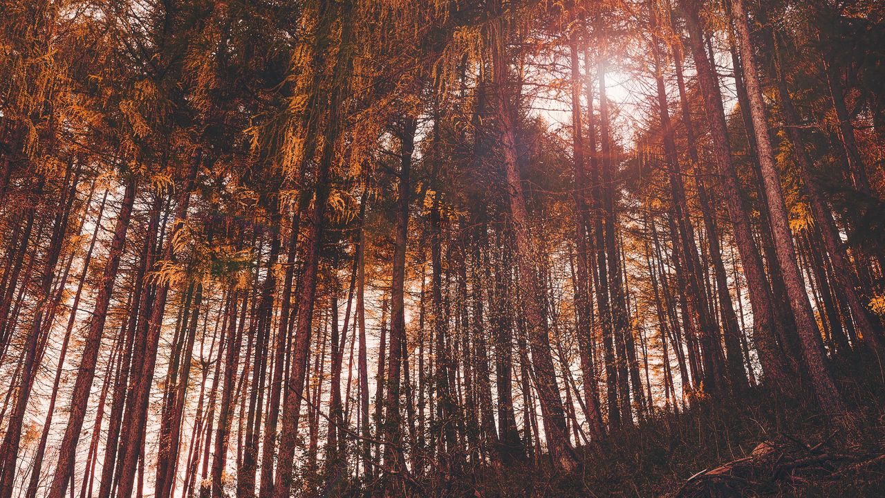 Download wallpaper 1280x720 trees, woods, tree trunk, thickets hd, hdv ...