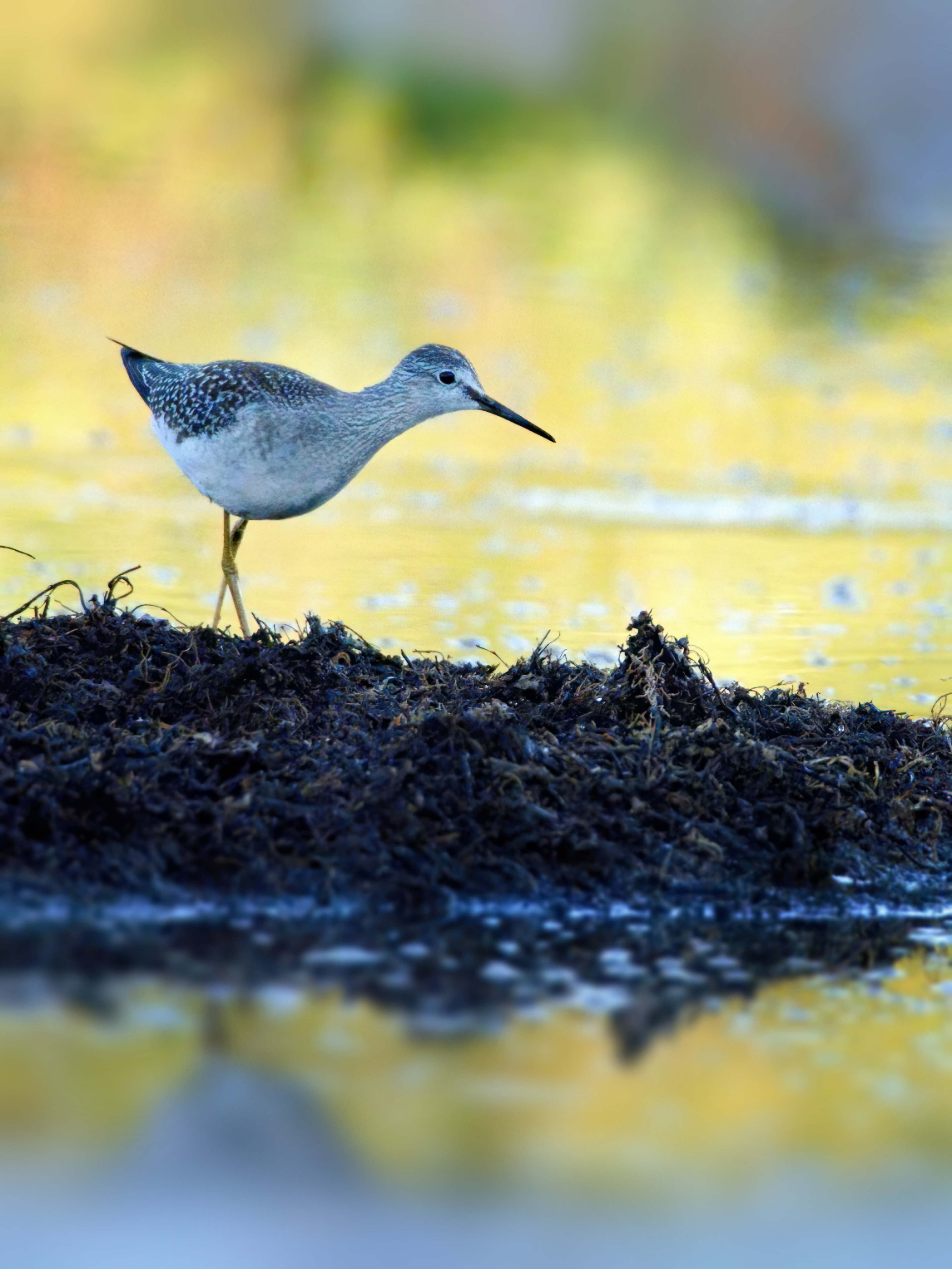 Download wallpaper 3840x5120 tringa, bird, water, blur hd background