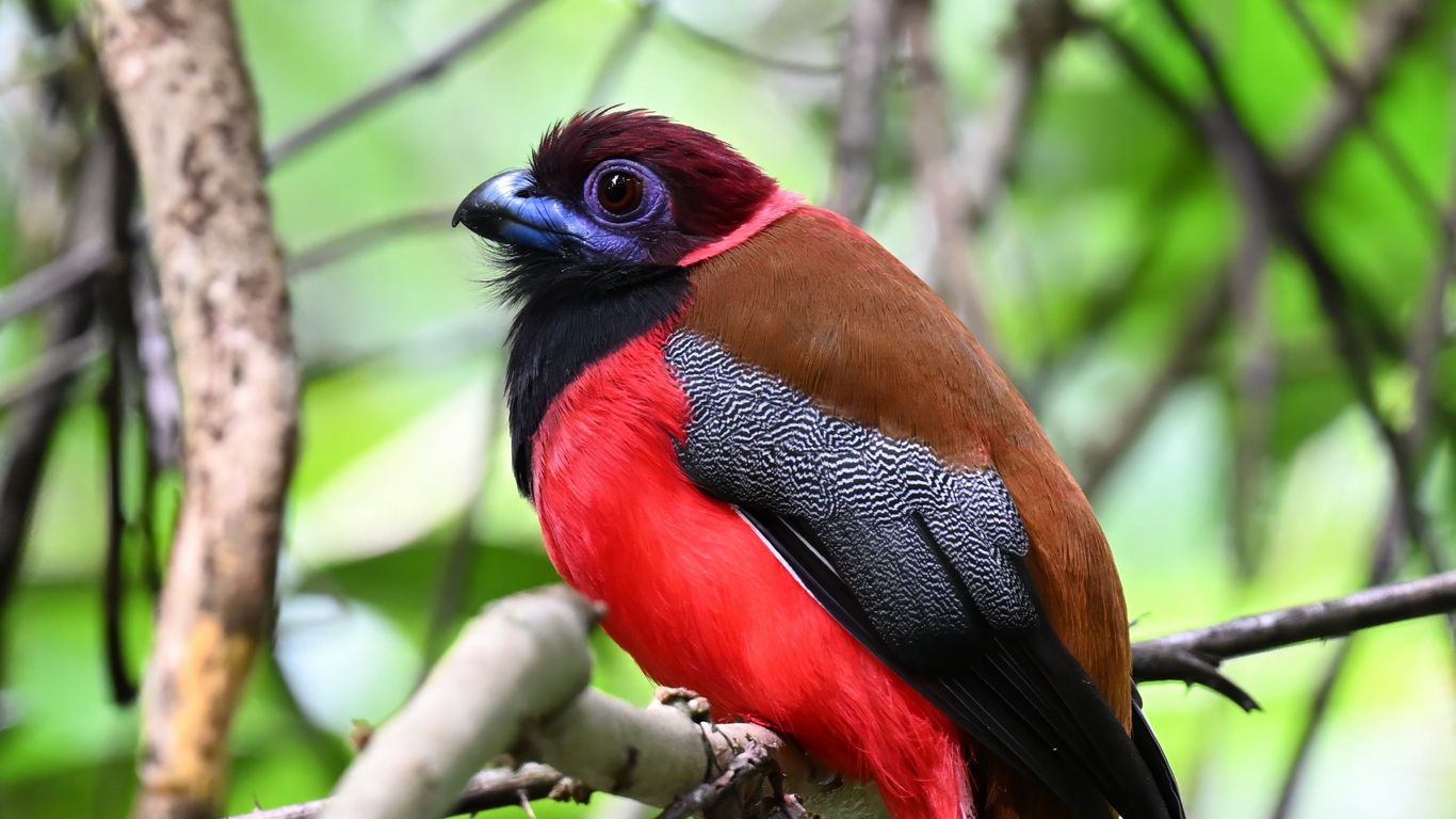 Download wallpaper 1366x768 trogon, bird, feathers, branches, leaves ...