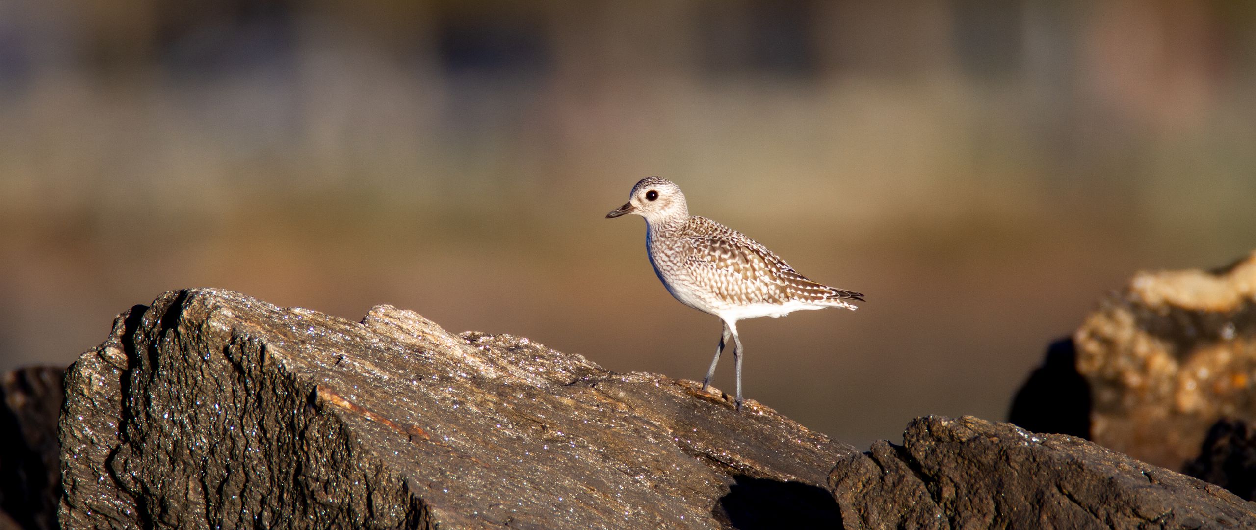 Download wallpaper 2560x1080 tules, bird, stones, wildlife dual wide ...