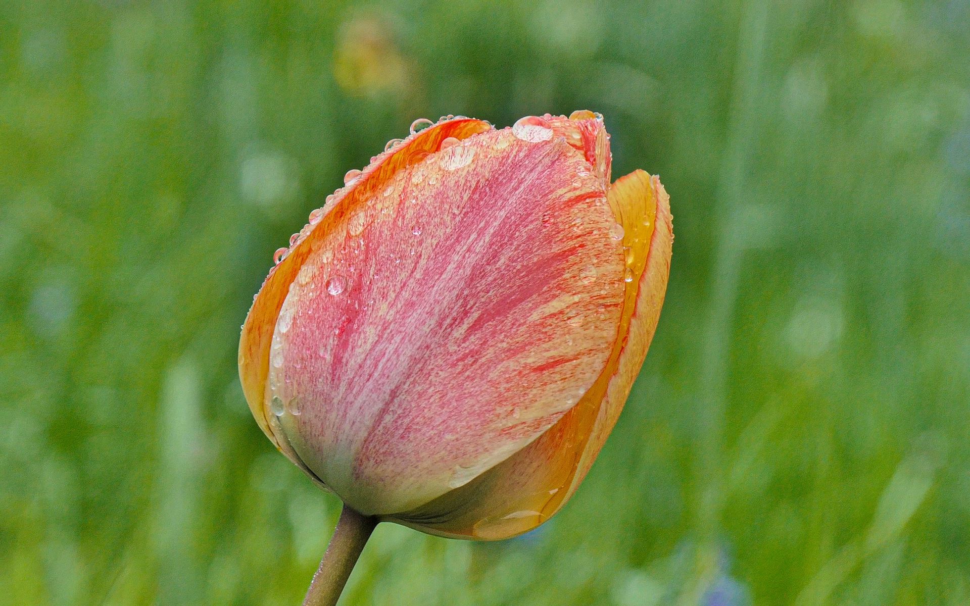 Download wallpaper 1920x1200 tulip, flower, bud, spring, cali, macro ...