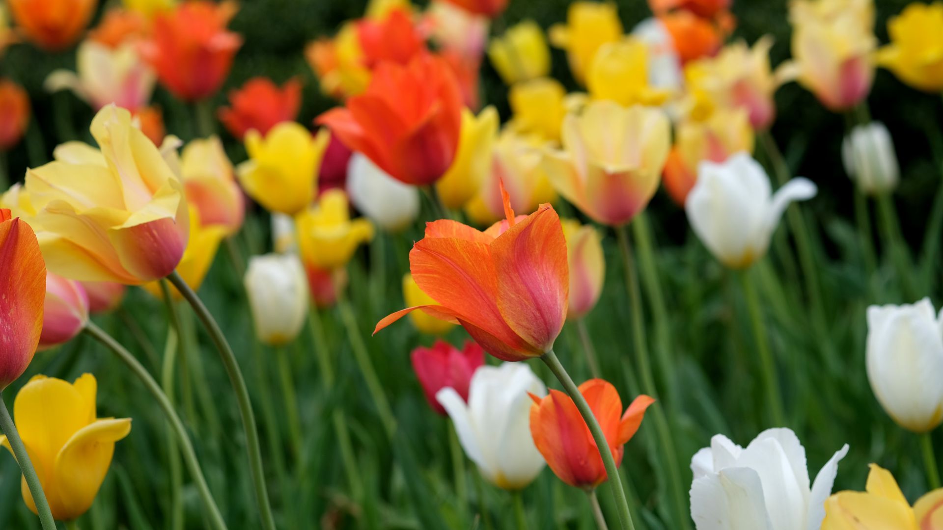 Download wallpaper 1920x1080 tulips, flowers, field, bright full hd ...