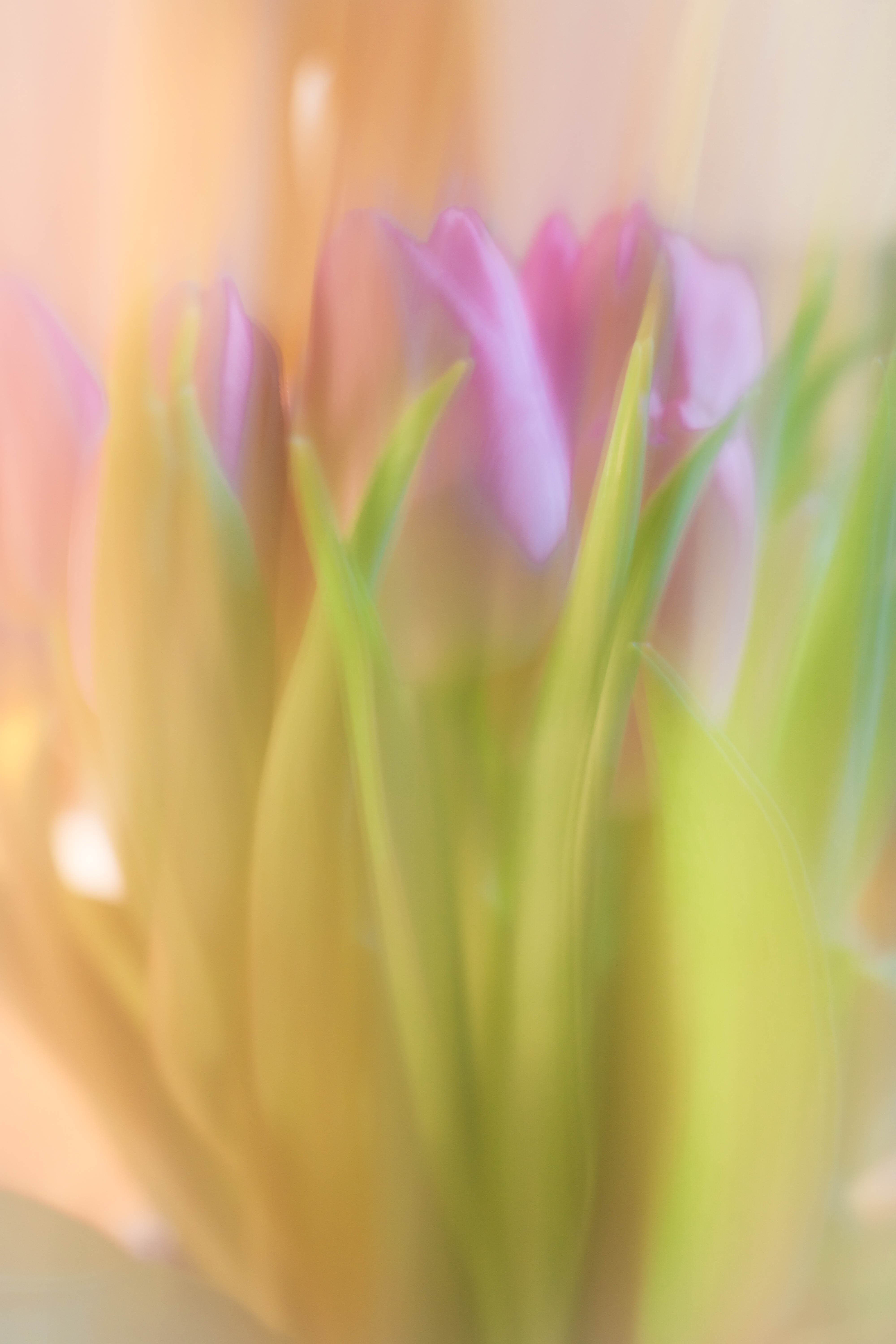 Download wallpaper 4000x6000 tulips, spring, flowers, blur hd background
