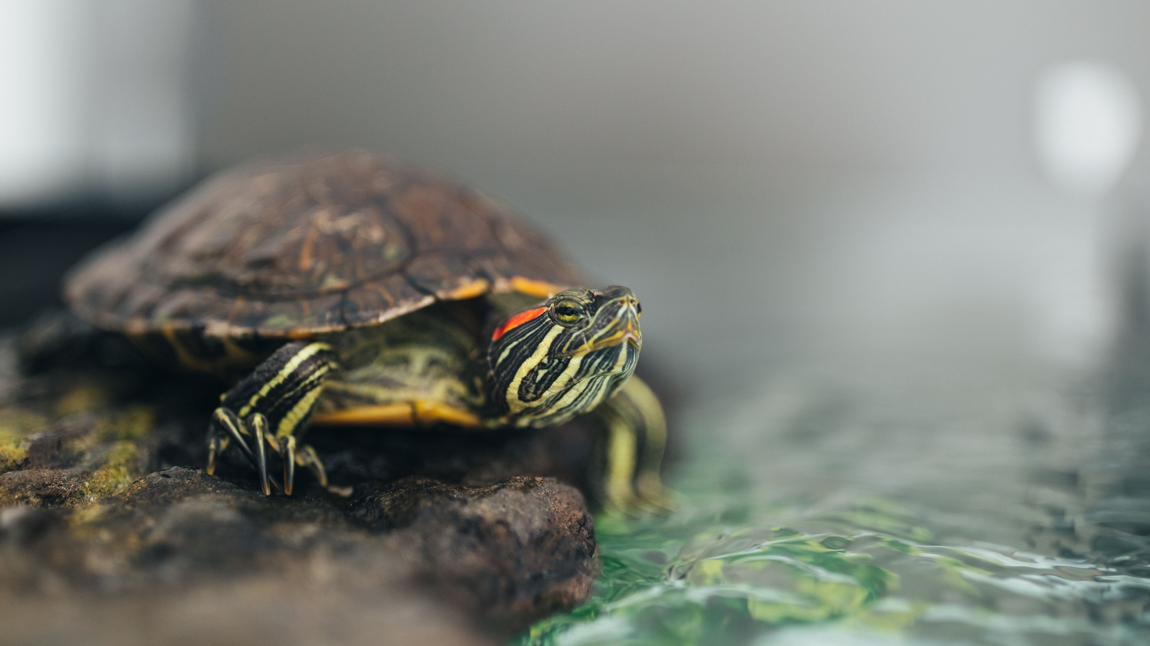 Download wallpaper 3840x2160 turtle, animal, water, shell 4k uhd 16:9 ...