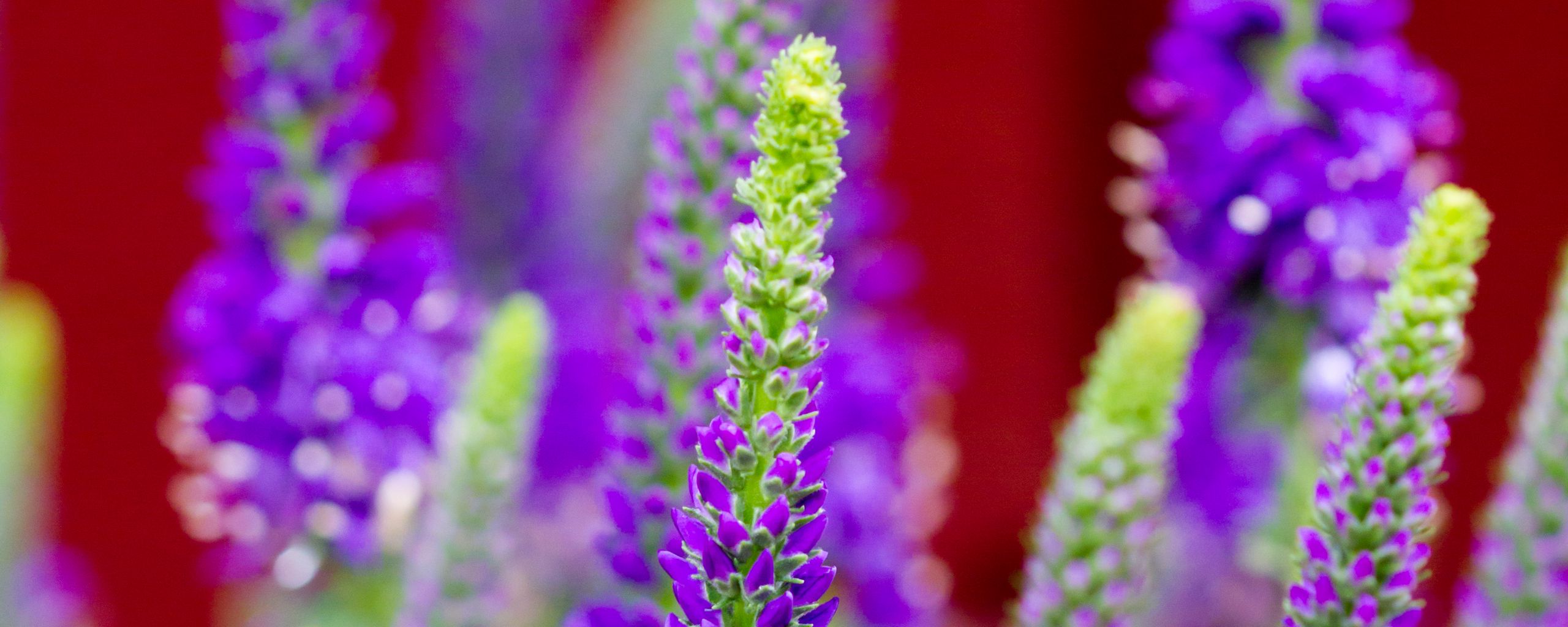 Download wallpaper 2560x1024 veronica, flowers, inflorescence, purple ...