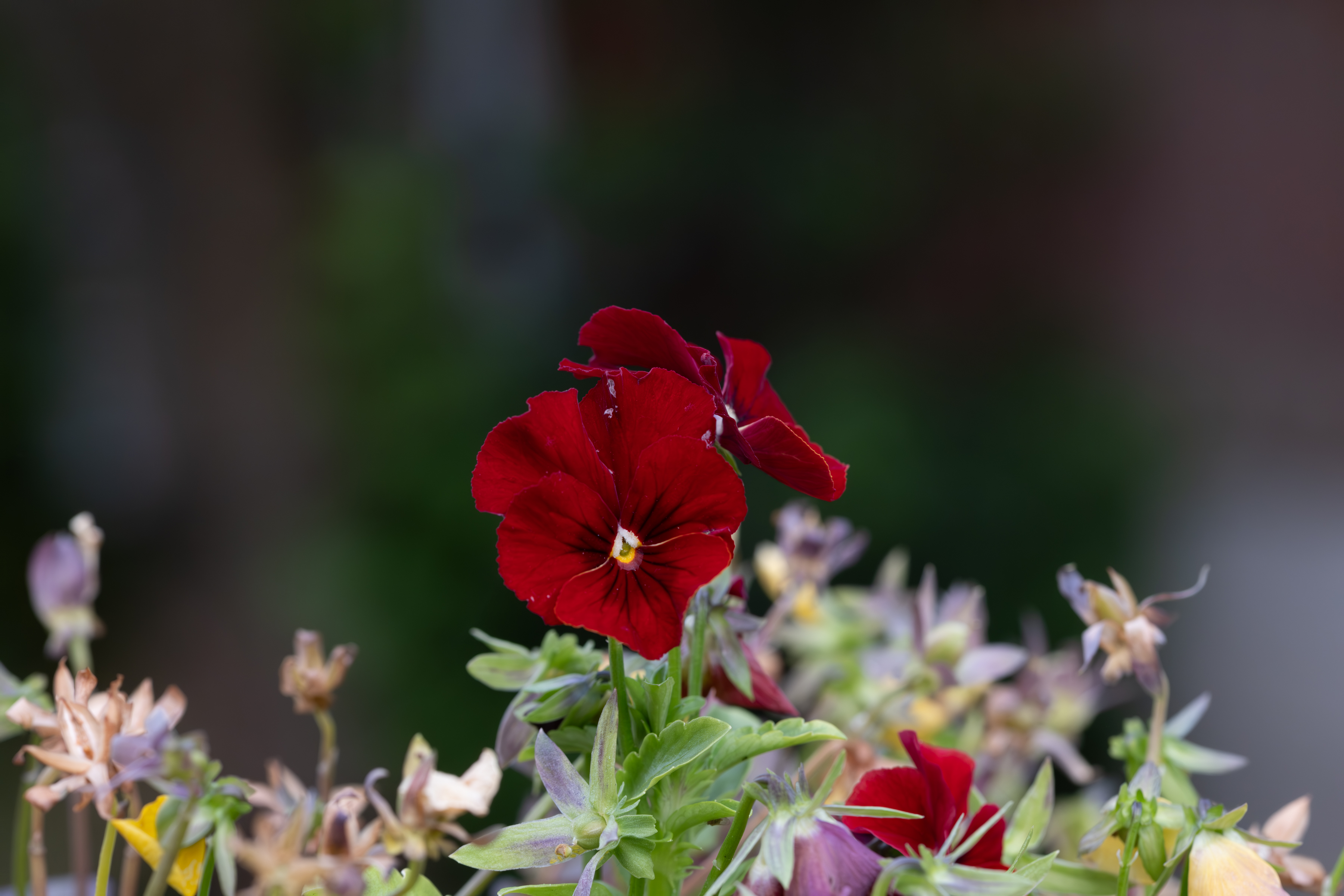 Download wallpaper 3600x2400 violet, flower, petals, red, blur hd ...