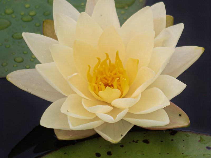 Download wallpaper 800x600 water lily, flower, petals, white, drops ...