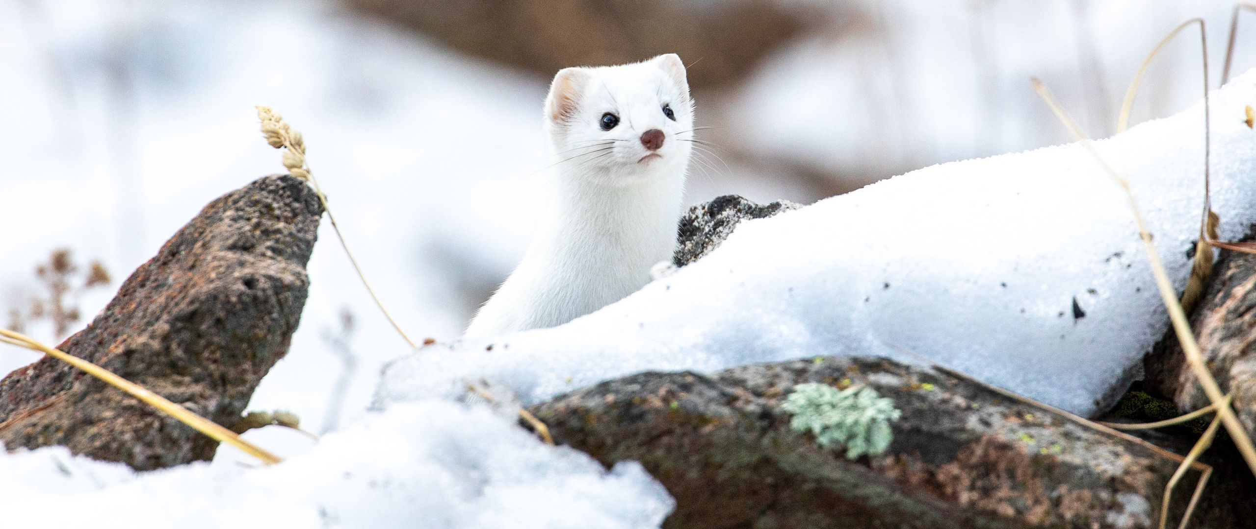 Download wallpaper 2560x1080 weasel, wildlife, snow, white dual wide ...