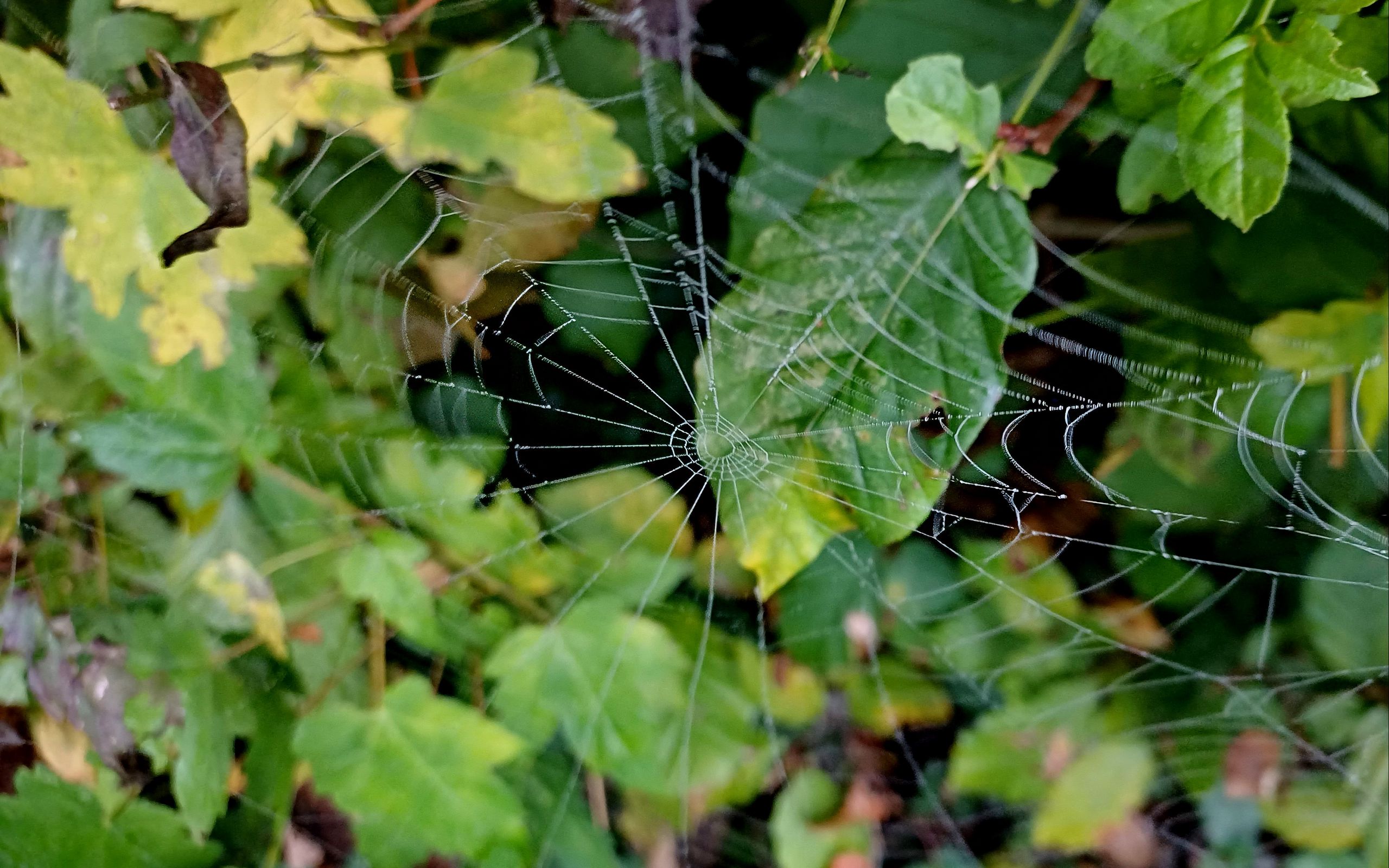 Download wallpaper 2560x1600 web, leaves, plants, macro widescreen 16: ...