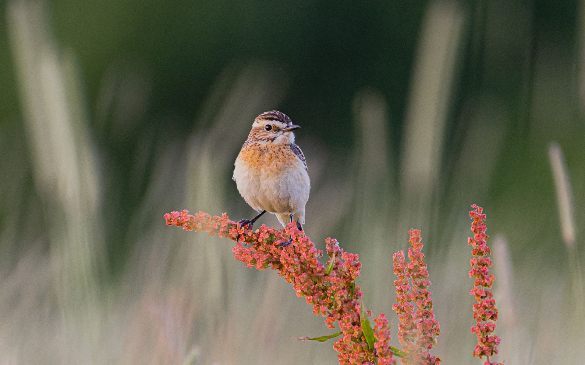 Download wallpaper 1920x1200 whinchat, bird, ears, branches widescreen ...