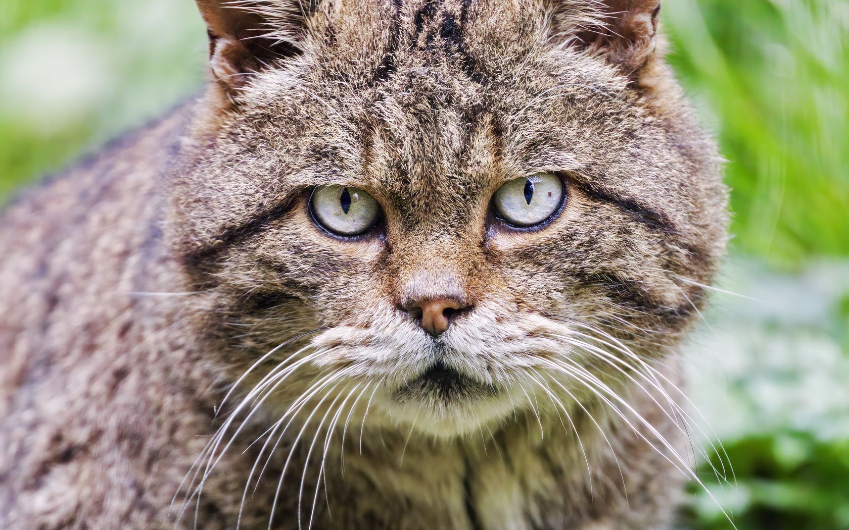 Download wallpaper 1680x1050 wild cat, animal, wildlife, grass ...