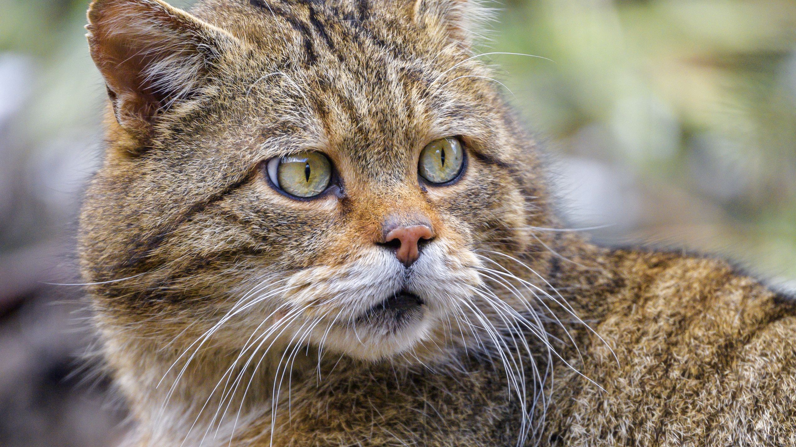 Download wallpaper 2560x1440 wild cat, glance, predator, wildlife ...