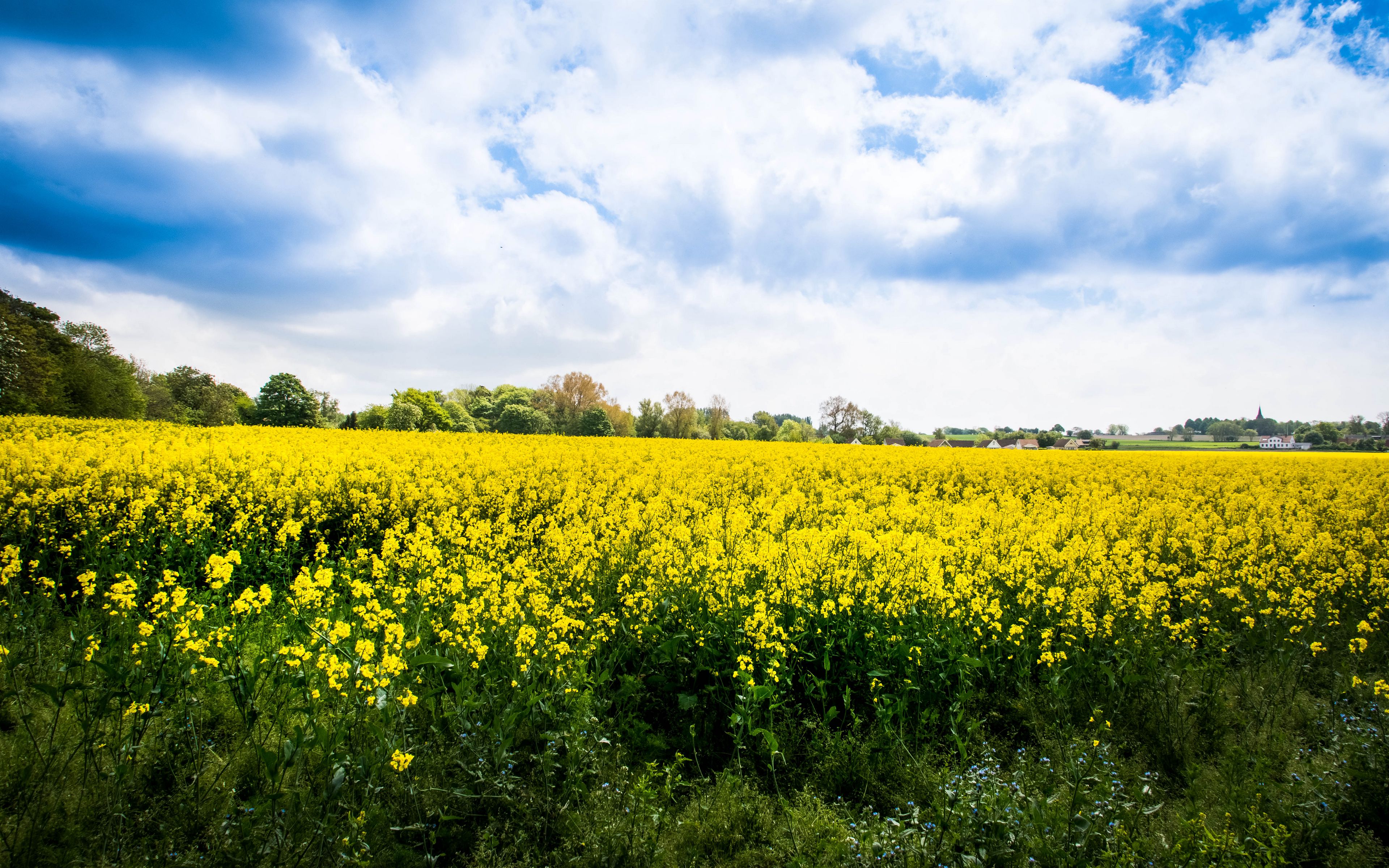 Download wallpaper 3840x2400 wild flowers, flowers, field, landscape 4k ...