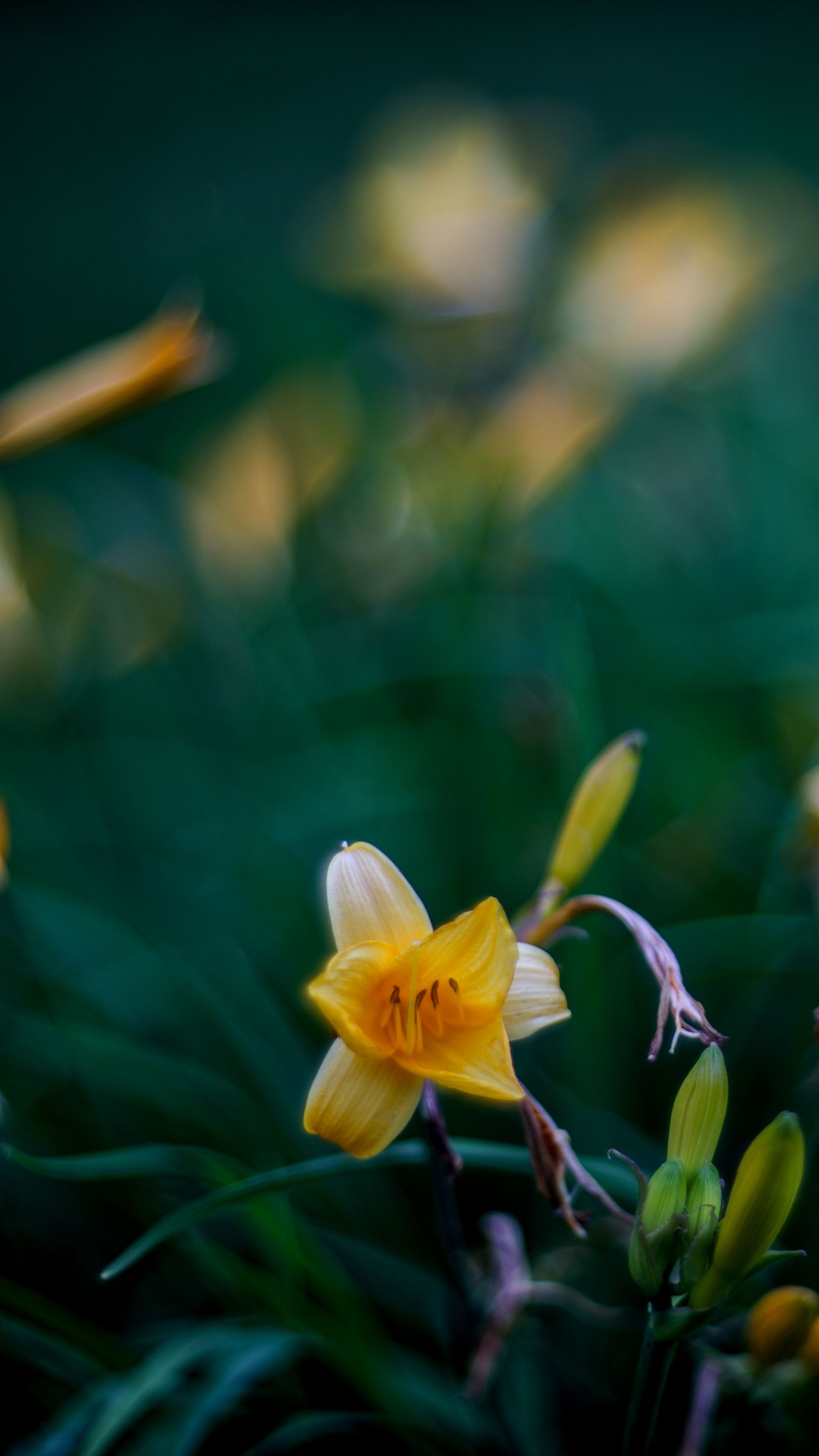 Download wallpaper 2160x3840 wild lily, flowers, petals, buds, yellow ...